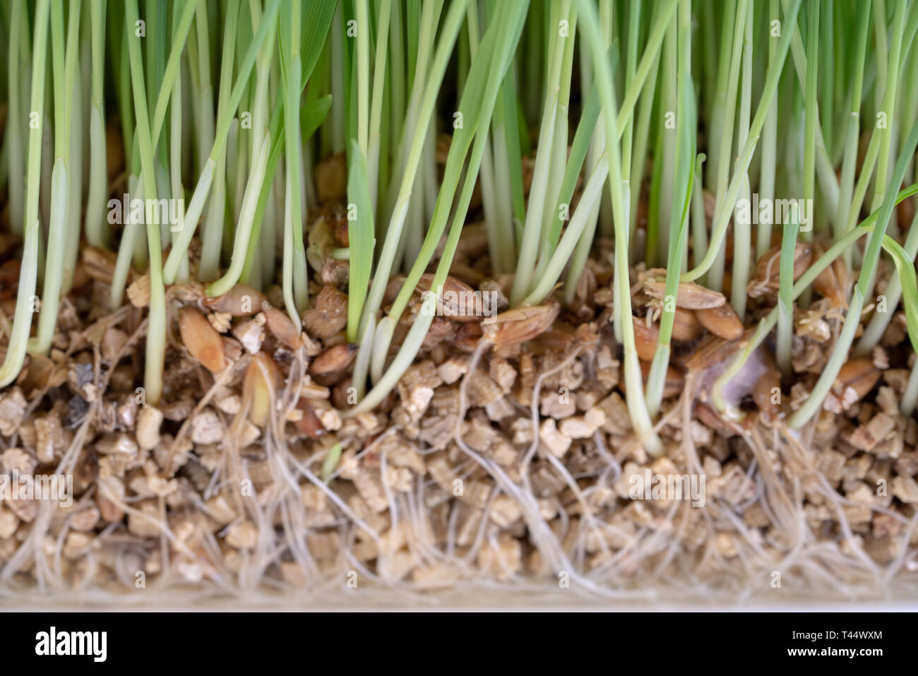Wheat plant roots hi-res stock photography and images - Alamy