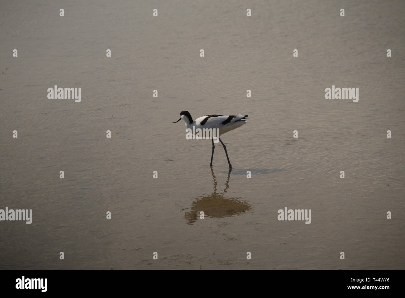 Save habitats hi-res stock photography and images - Alamy