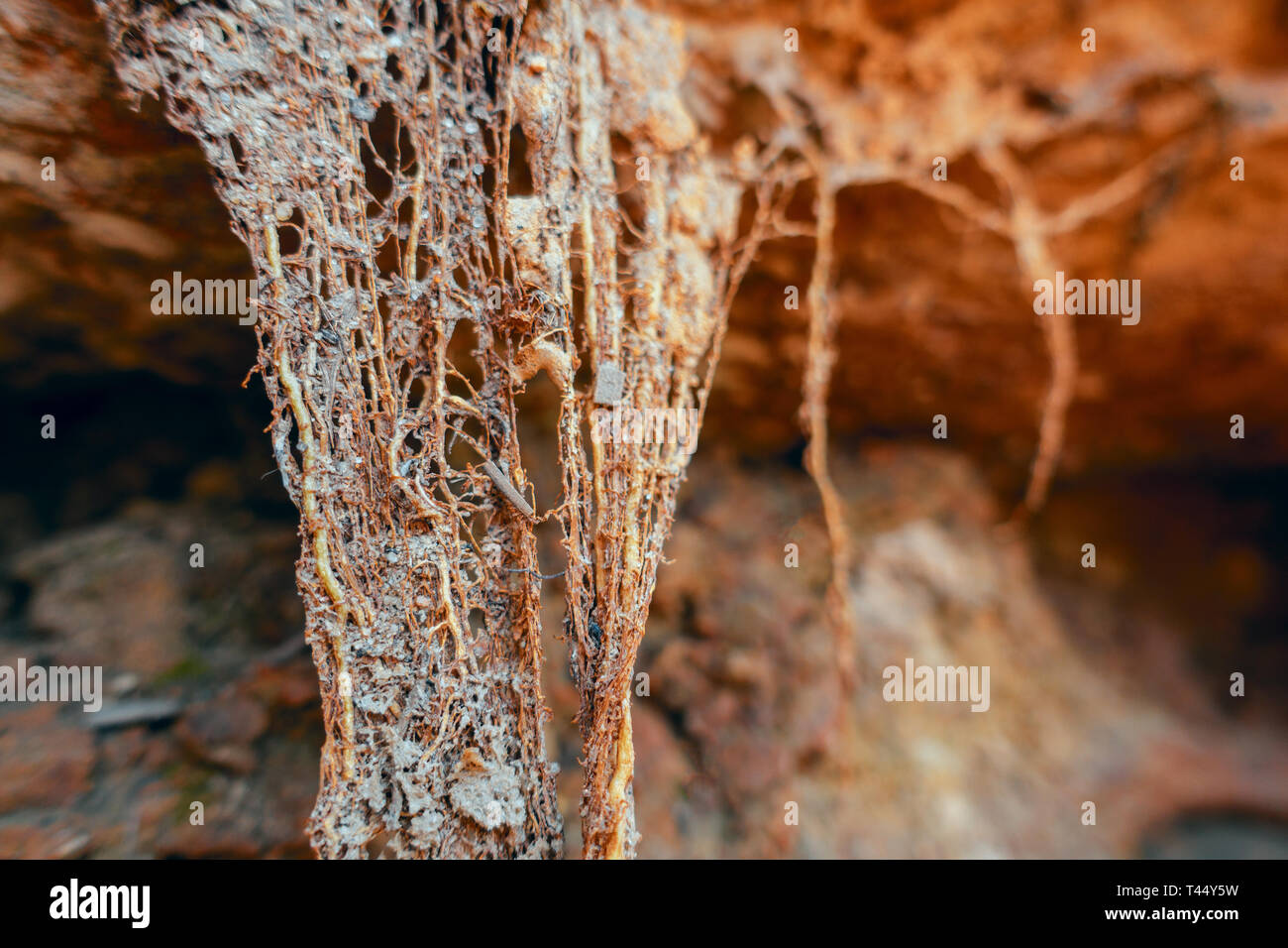 broken ground surface. texture of the soil. landslide. cobwebs and dirt ...