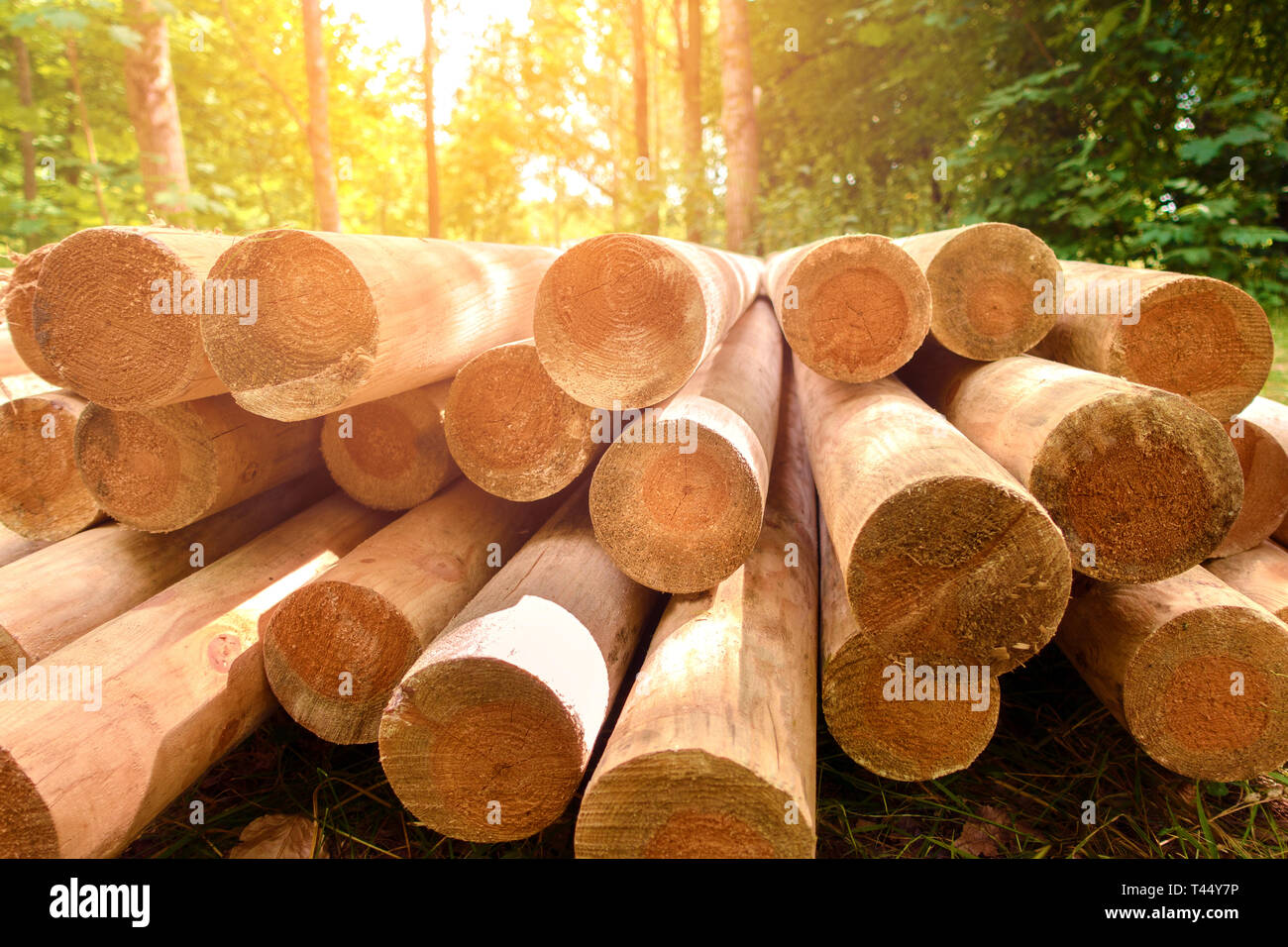 Lie down trees hi-res stock photography and images - Alamy