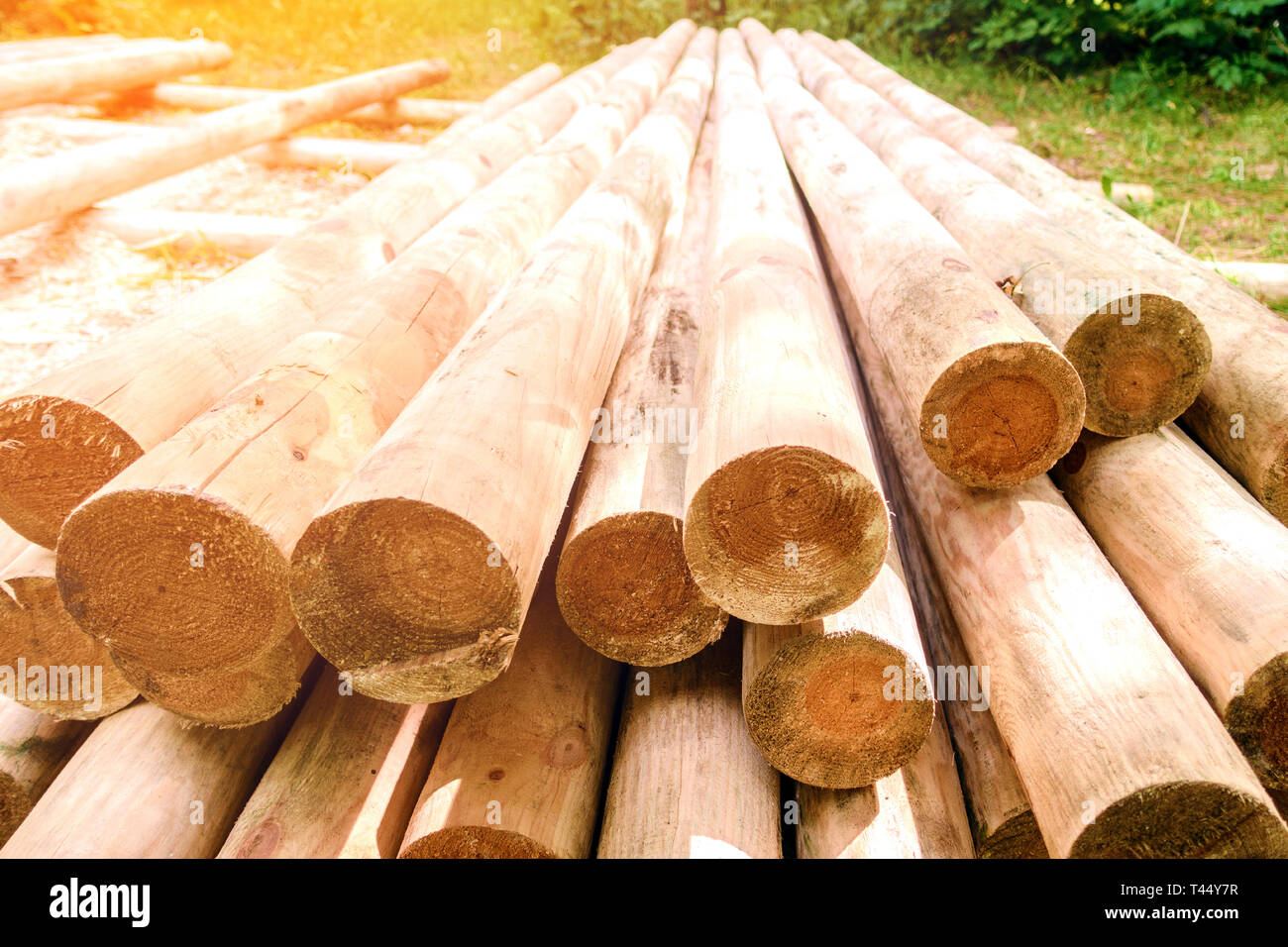 felled forest lies laid in row. trees are cut down and sawn Stock Photo ...