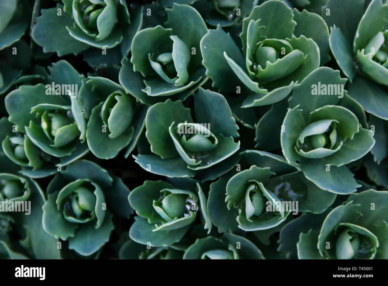 Many green leaves with water drops for background Stock Photo - Alamy