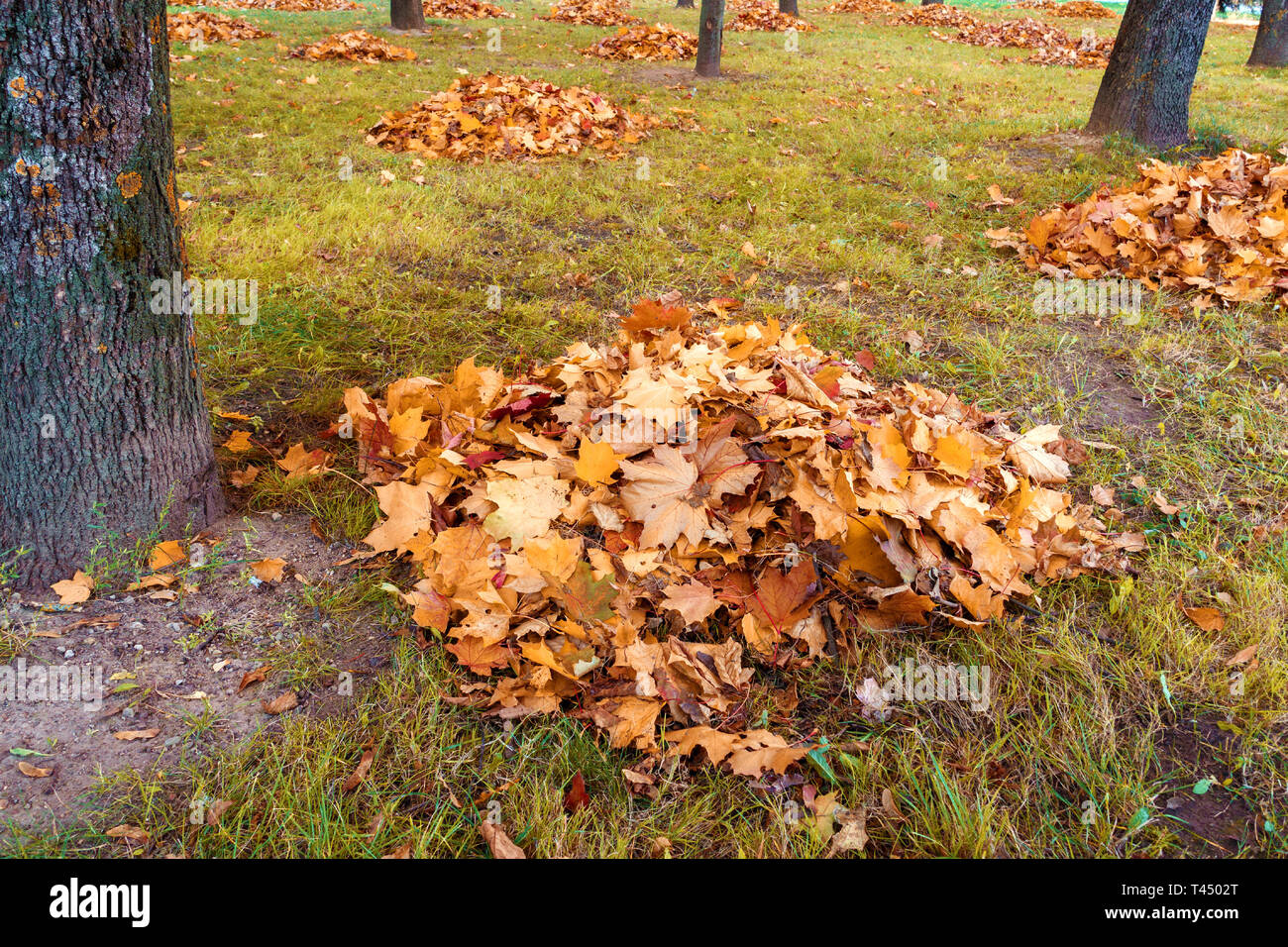 Bunch of foliage hi-res stock photography and images - Alamy