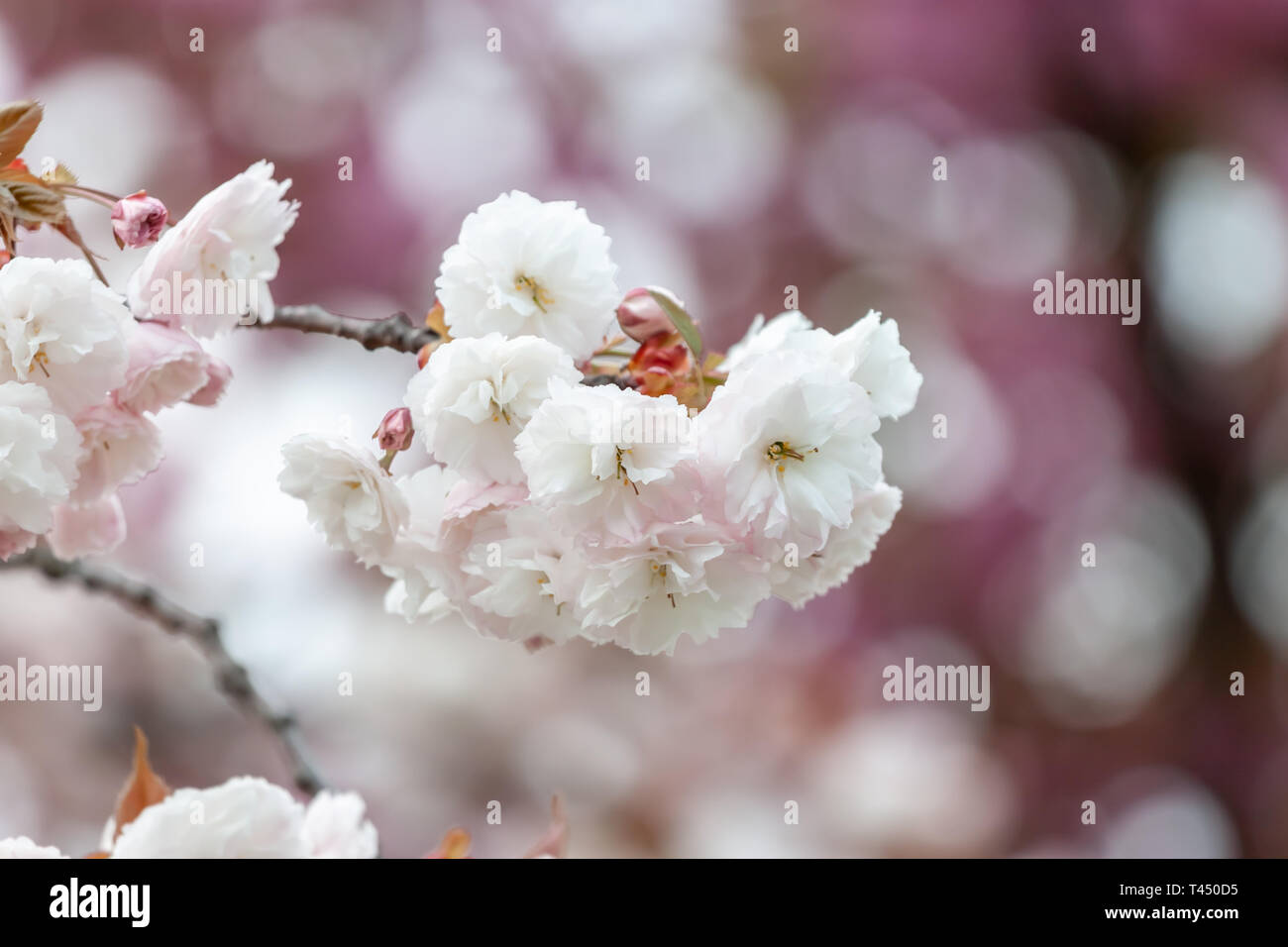 Cherry blossom pink flower hi-res stock photography and images - Alamy