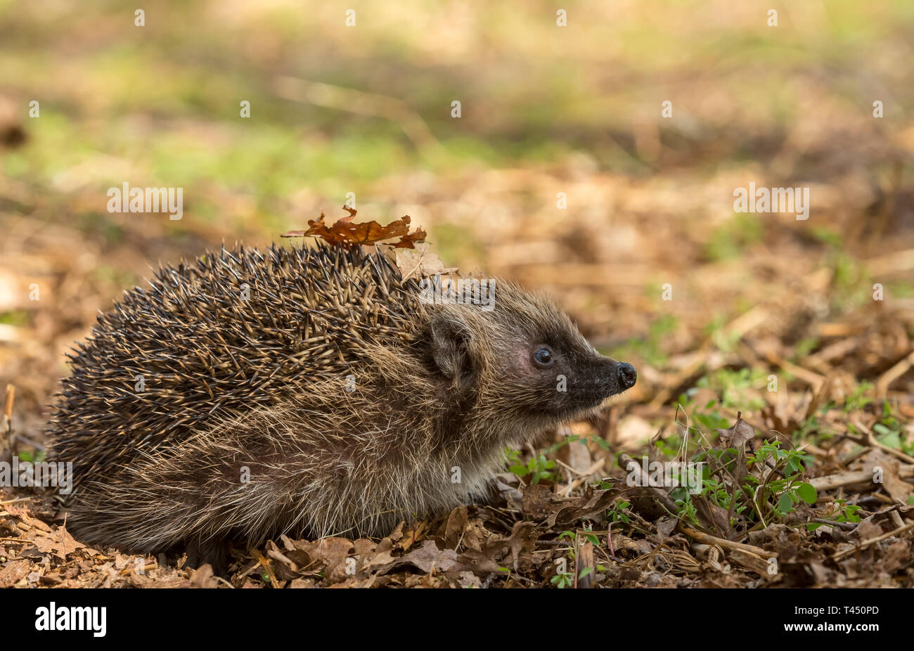 Endangered species habitat hi-res stock photography and images - Alamy