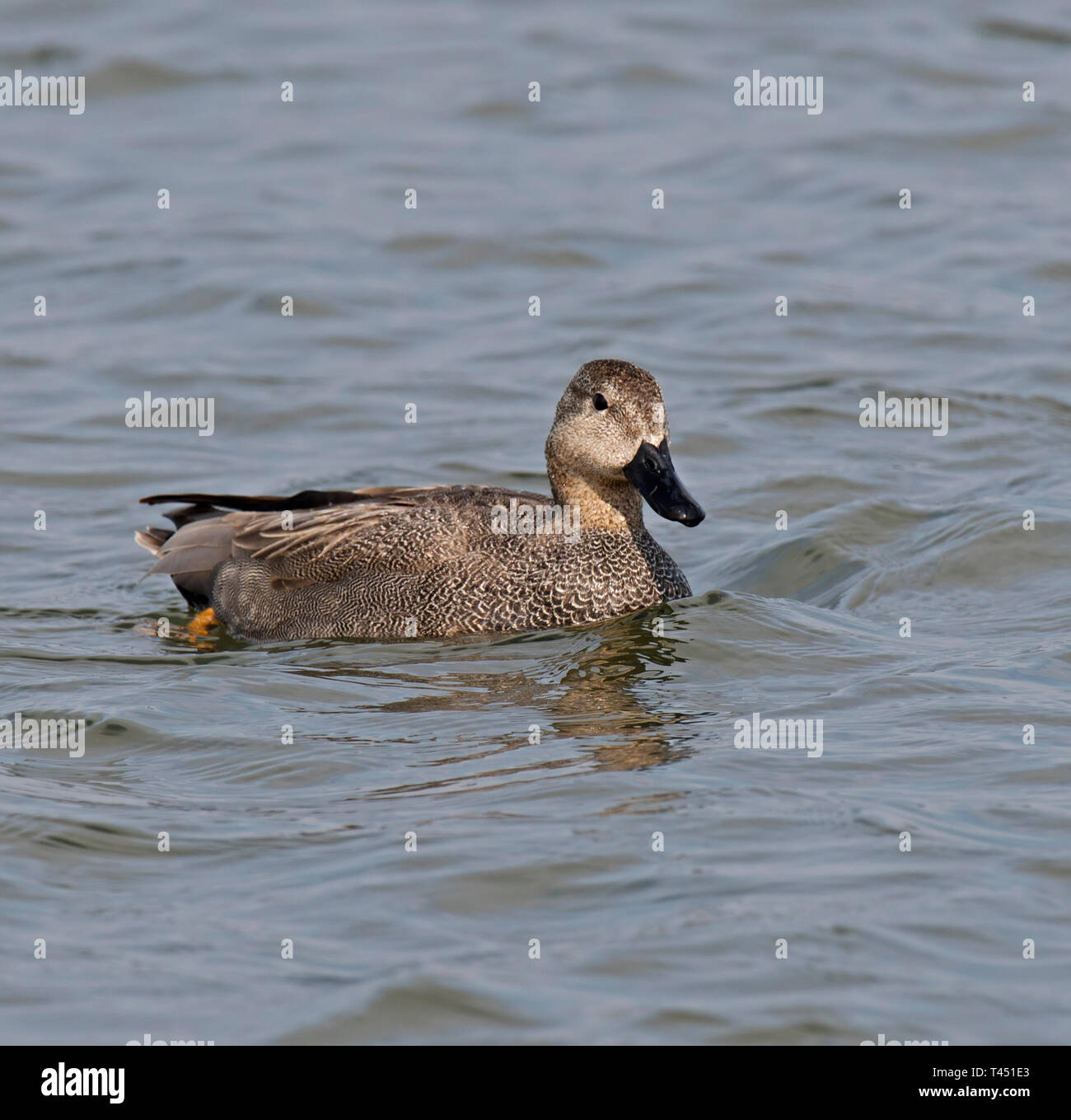 Garganey duck hi-res stock photography and images - Alamy