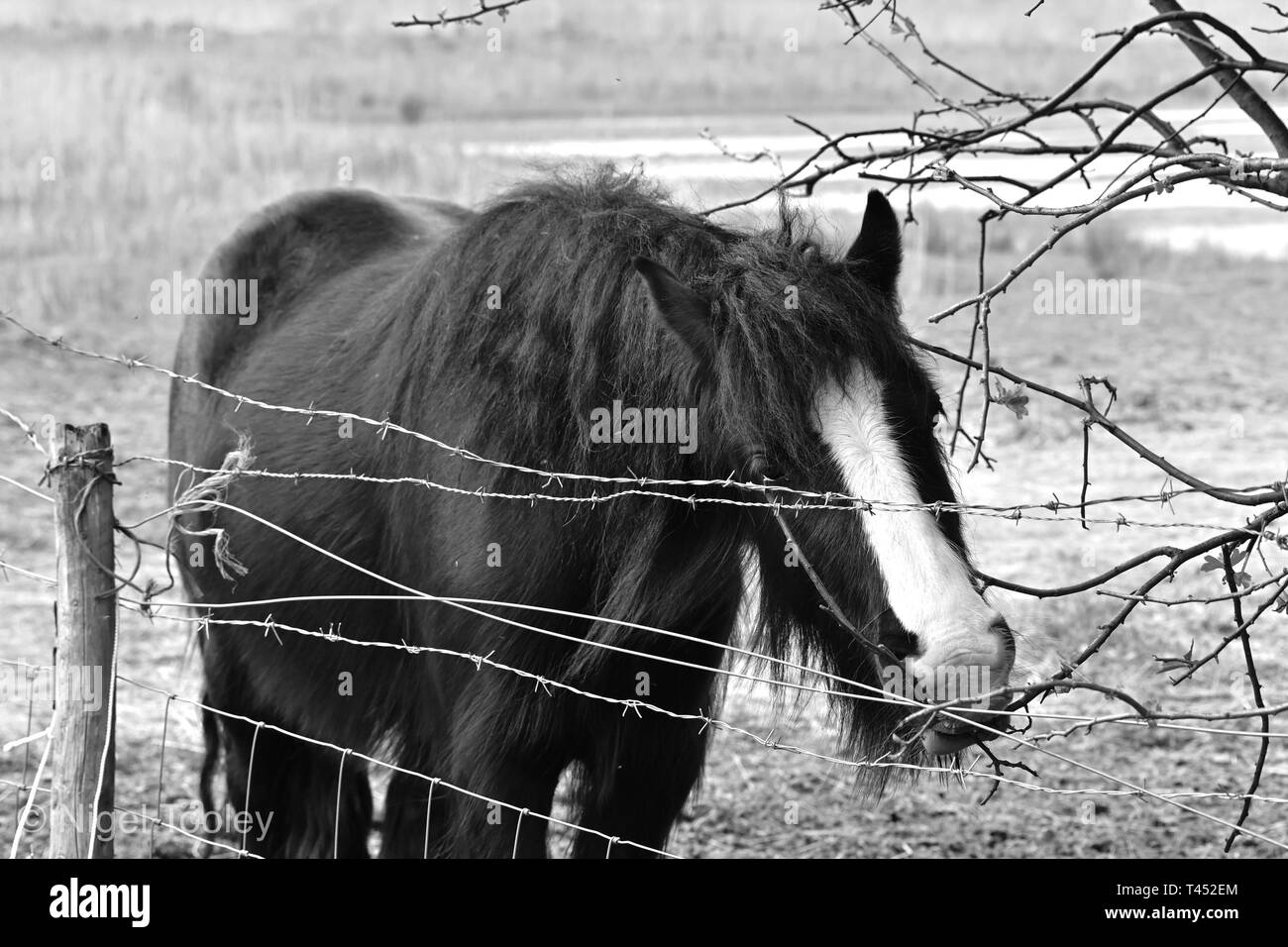 A horse at Attenborough nature reserve in Nottingham Stock Photo - Alamy