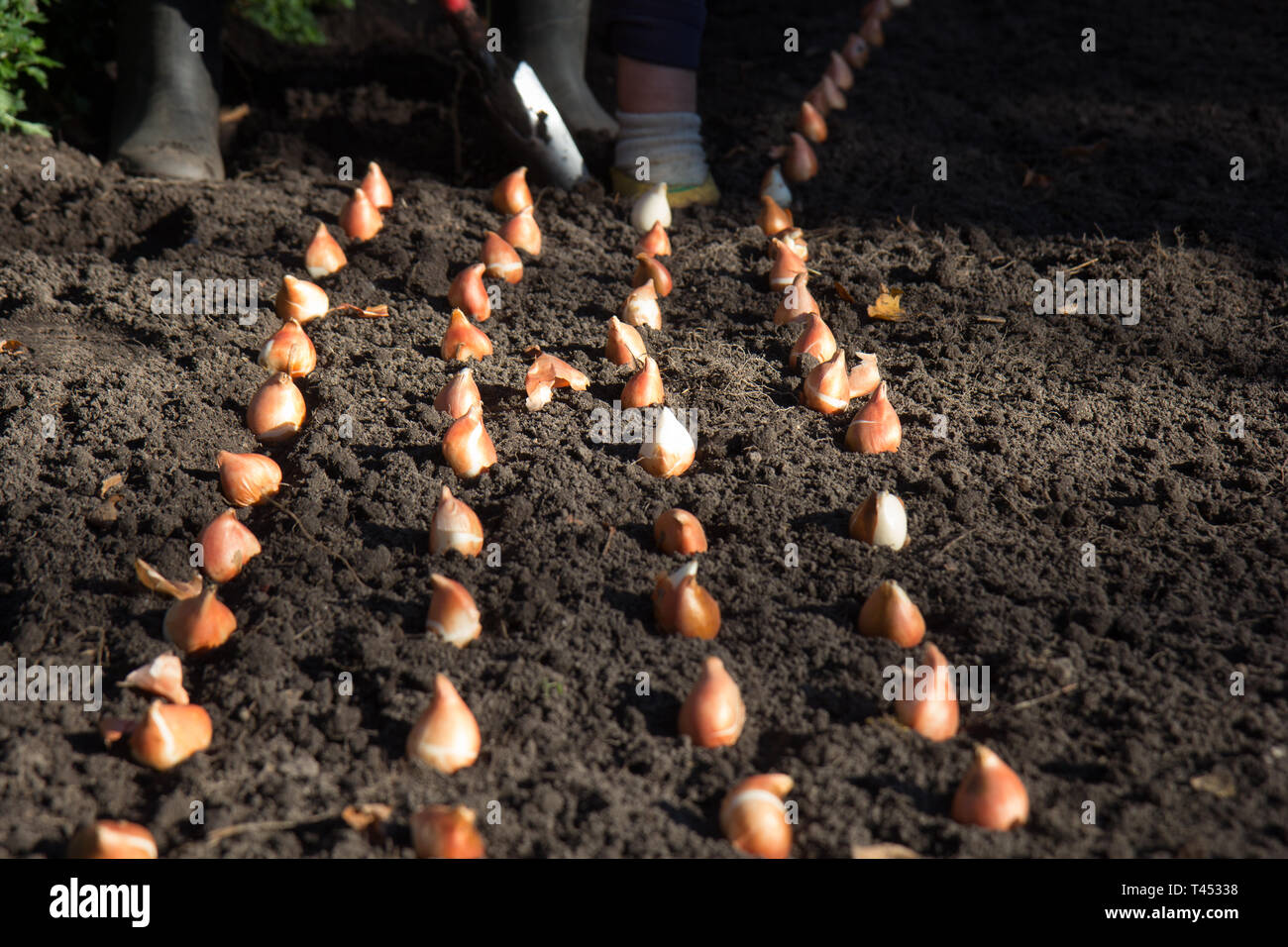 Care of flower bulbs hi-res stock photography and images - Alamy