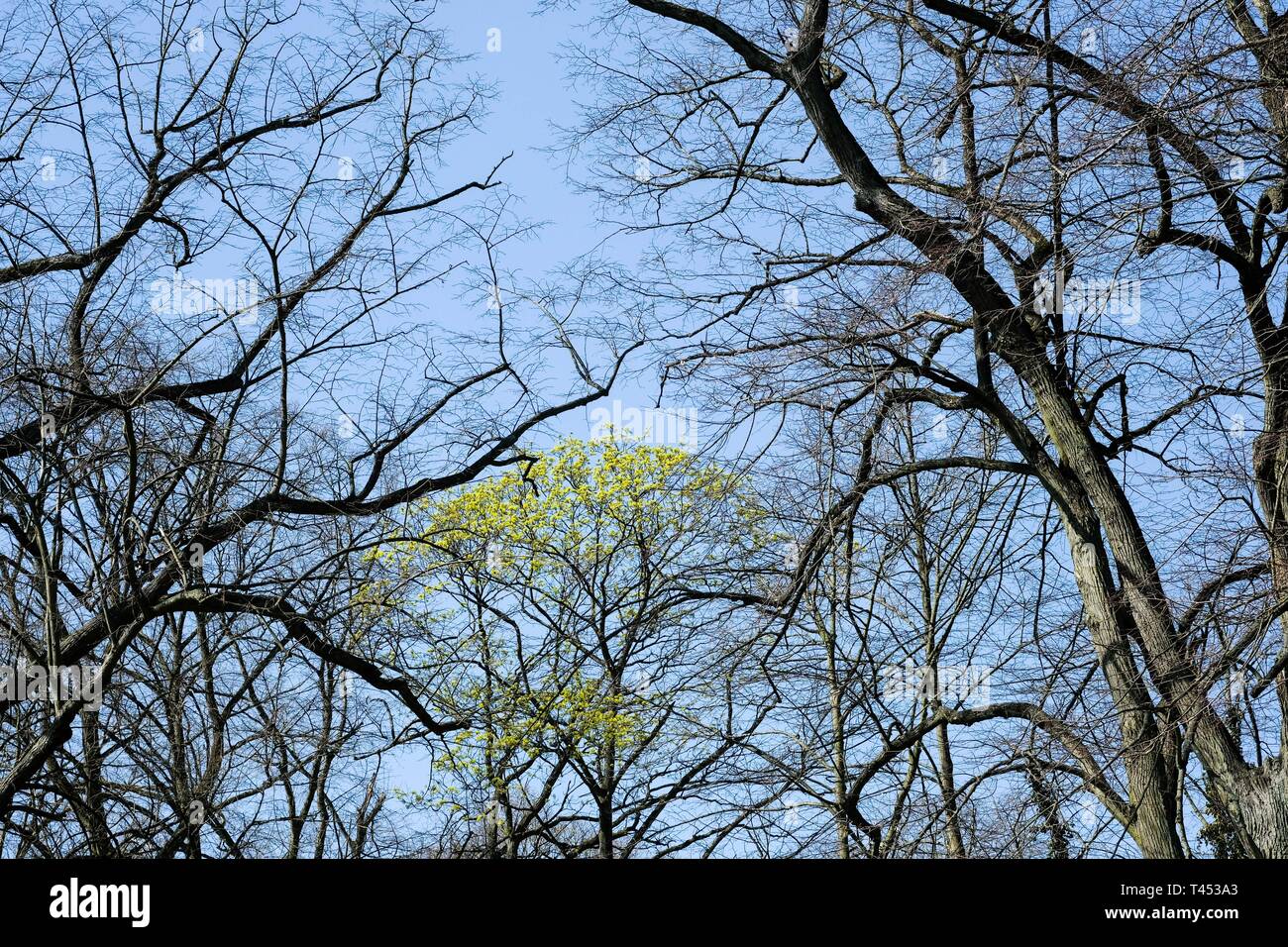 Lindow, Germany. 07th Apr, 2019. Between still bare trees a single ...