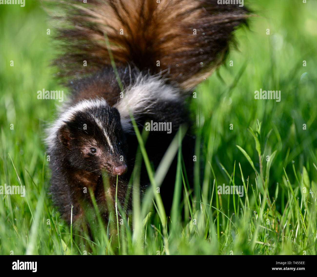 Lizards and salamanders hi-res stock photography and images - Alamy