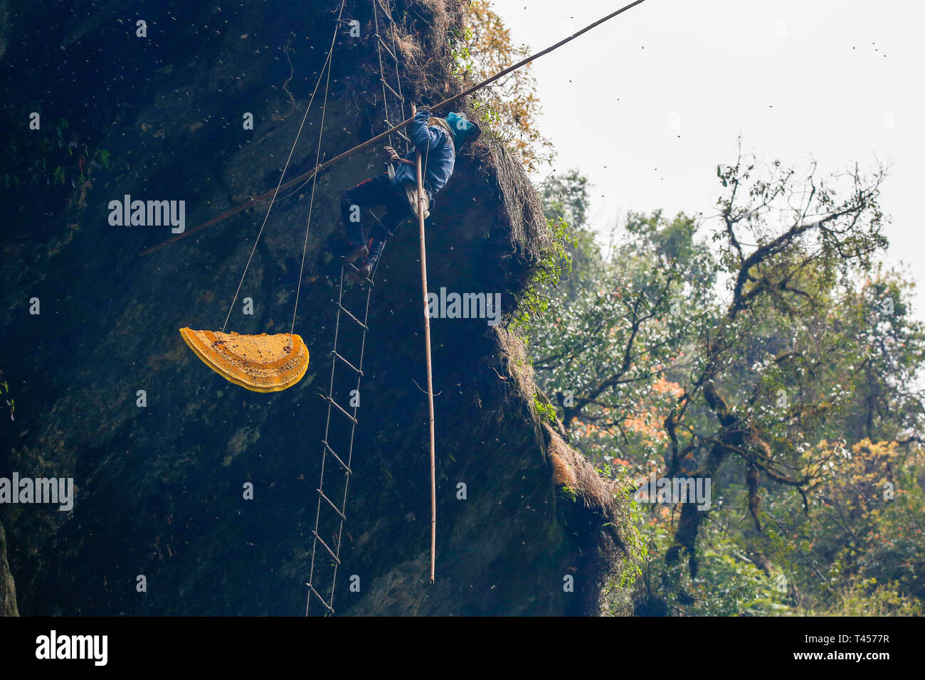 Honey hunting nepal hi-res stock photography and images - Alamy