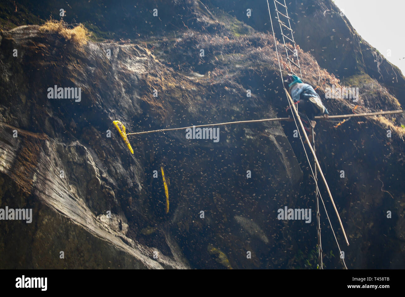 A hunter seen harvesting honey from the cliffs, hanging on the rope ...