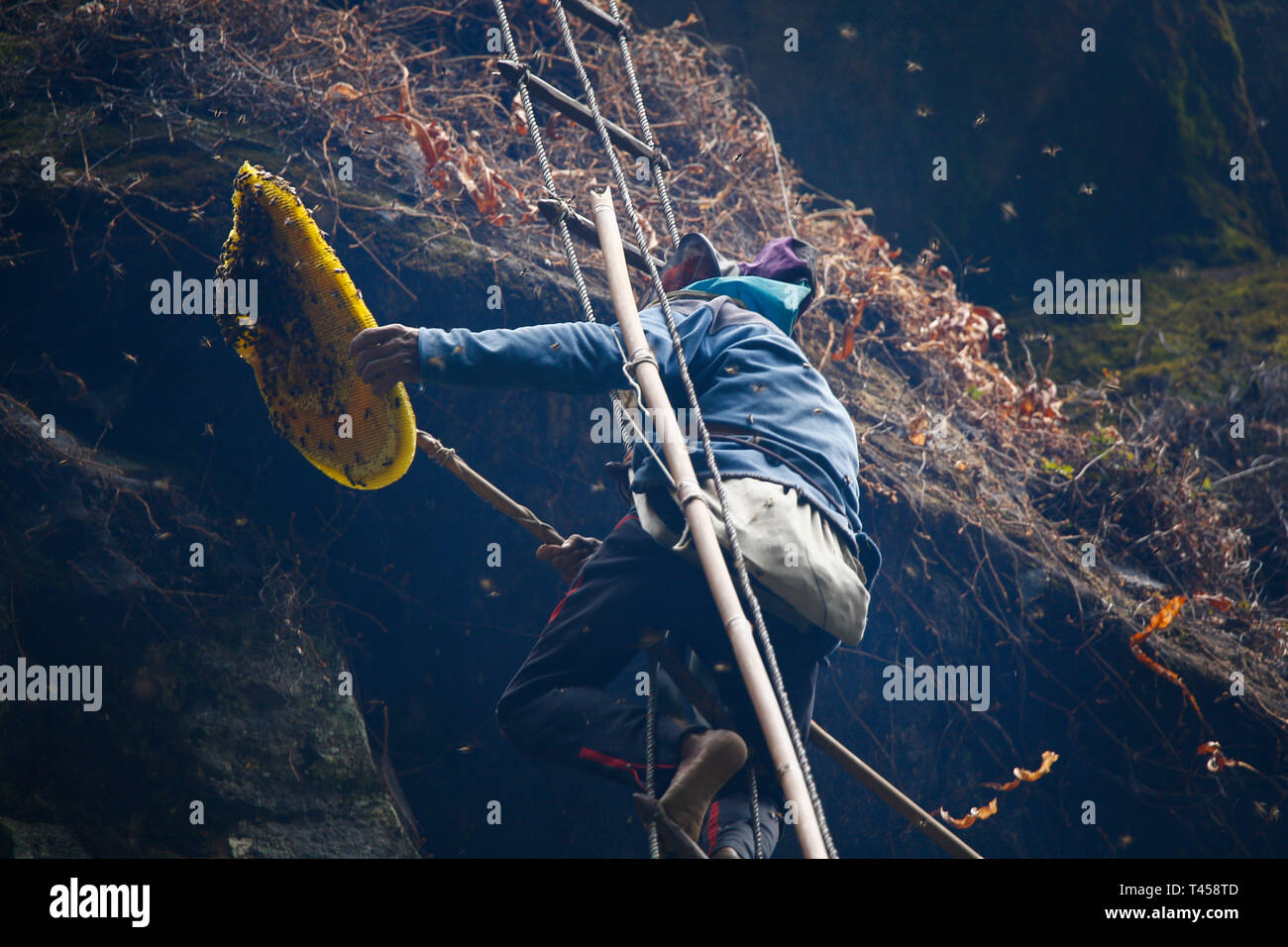 A hunter seen with a honey comb from the cliffs, hanging on the rope ...