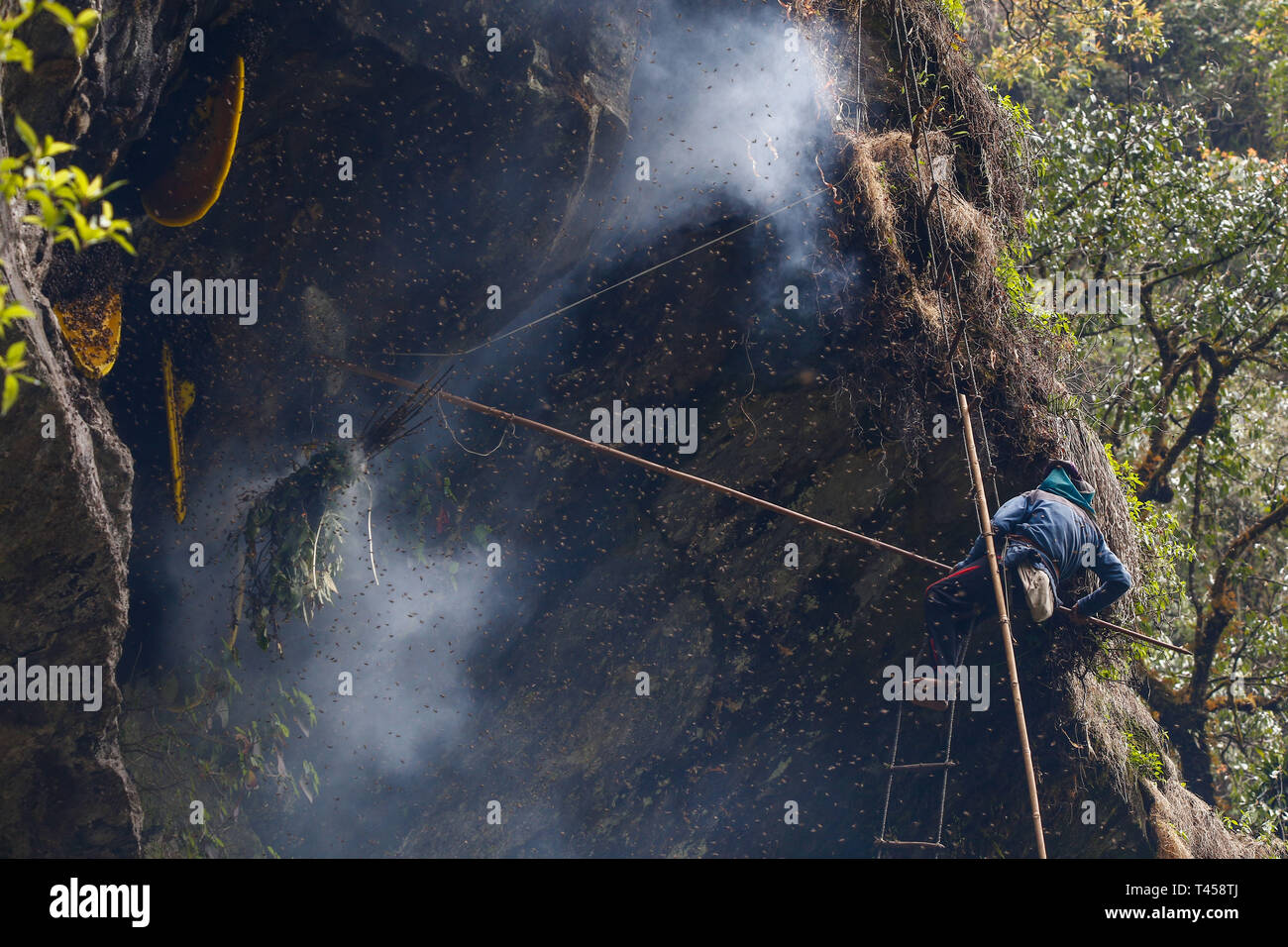 A hunter seen harvesting honey from the cliffs, hanging on the rope ...