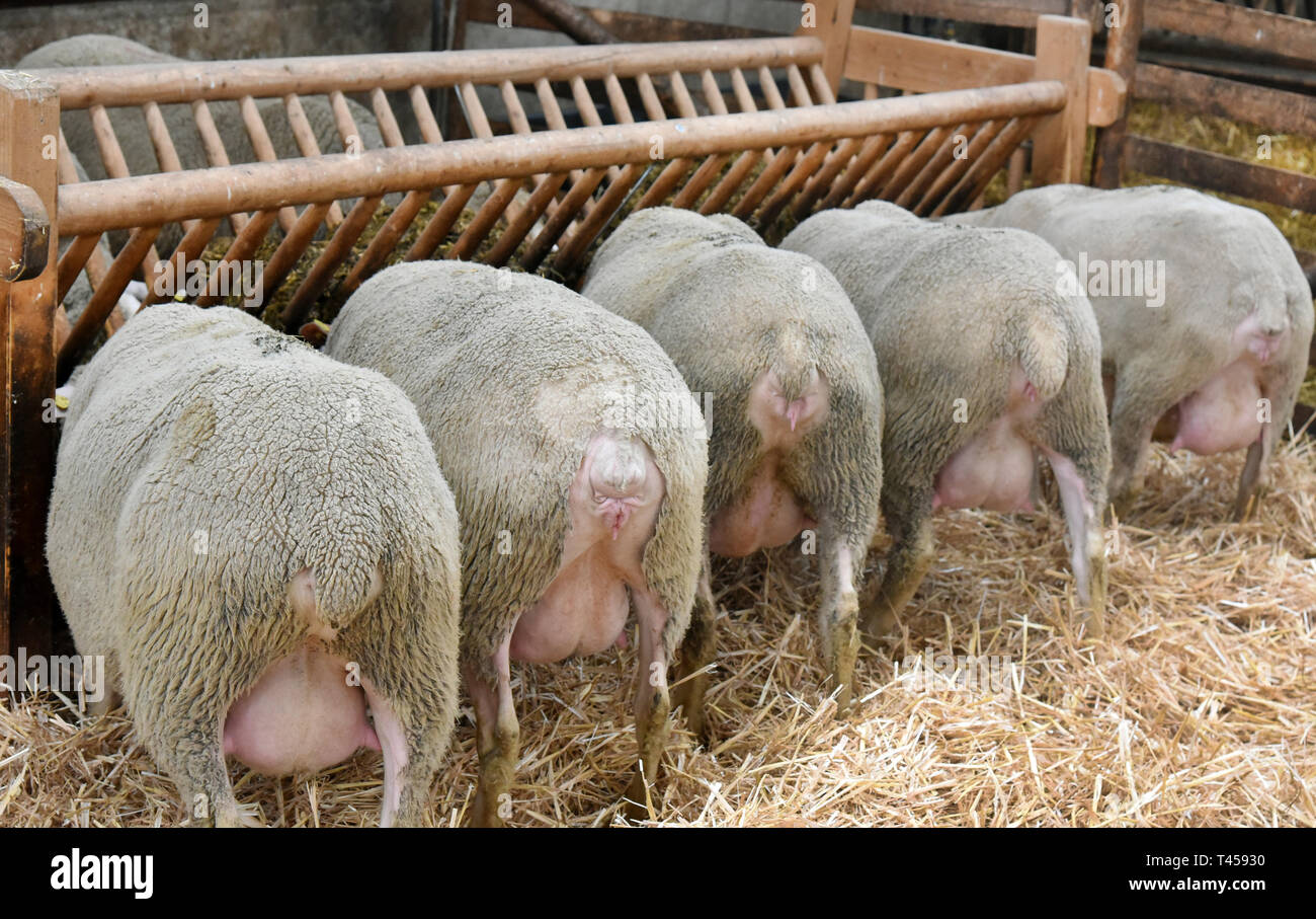 Merino meat sheep hi-res stock photography and images - Alamy