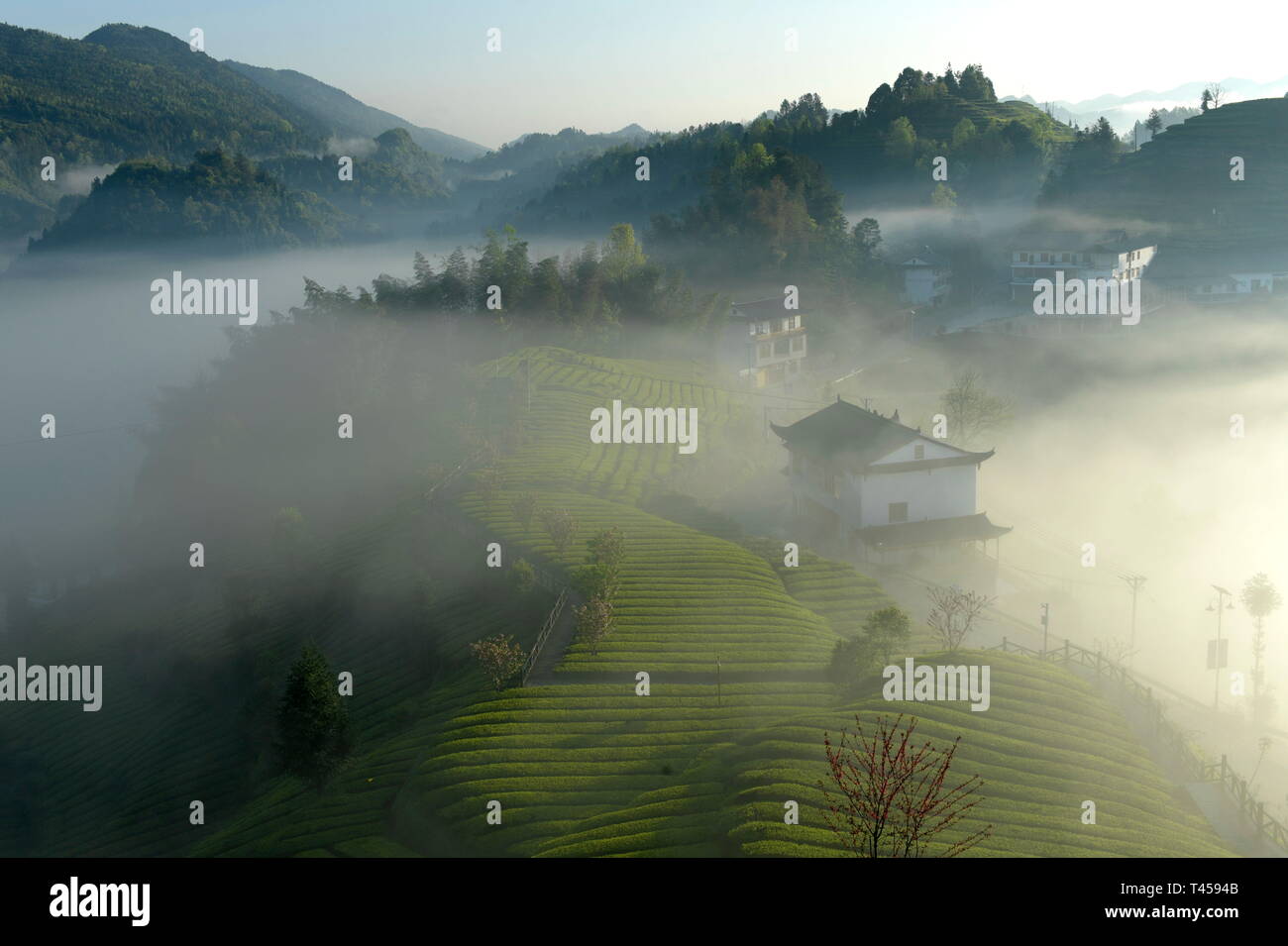 Beijing, China's Hubei Province. 12th Apr, 2019. Fog shrouds the tea ...