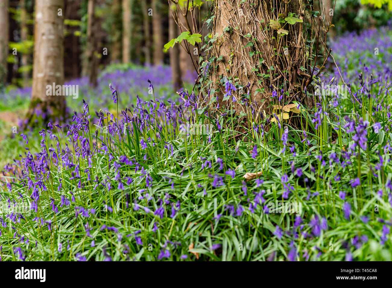 Irish wild flower fields hi-res stock photography and images - Alamy