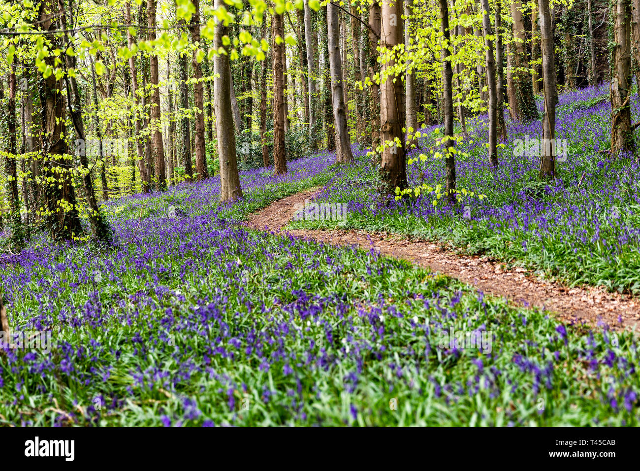 Irish wild flower fields hi-res stock photography and images - Alamy
