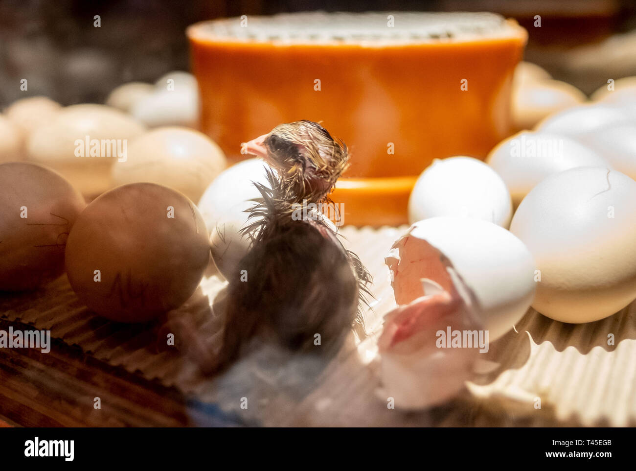 Wolfsburg, Germany. 14th Apr, 2019. A newly hatched chick sits in an ...