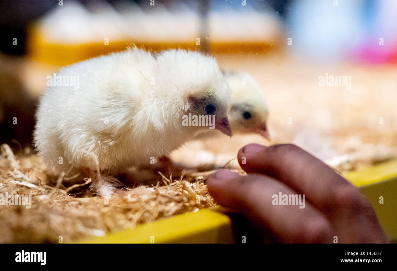Wolfsburg, Germany. 14th Apr, 2019. Chicks sit under a heat lamp during ...