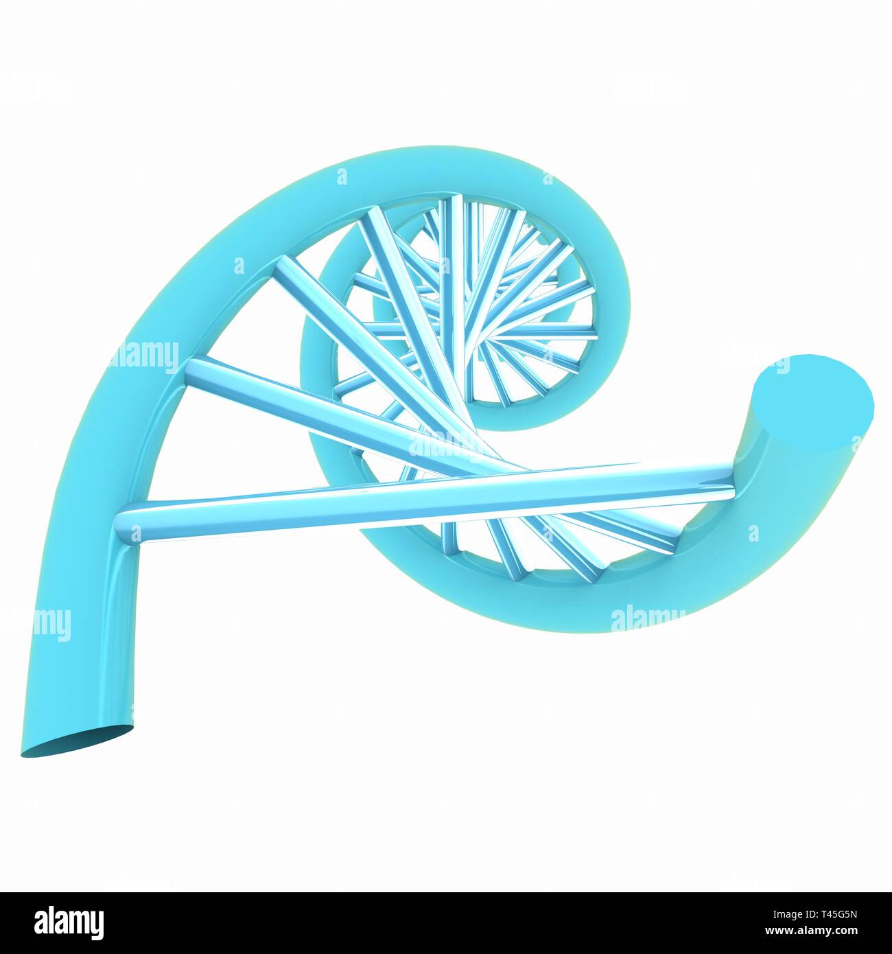 DNA structure model on white Stock Photo - Alamy