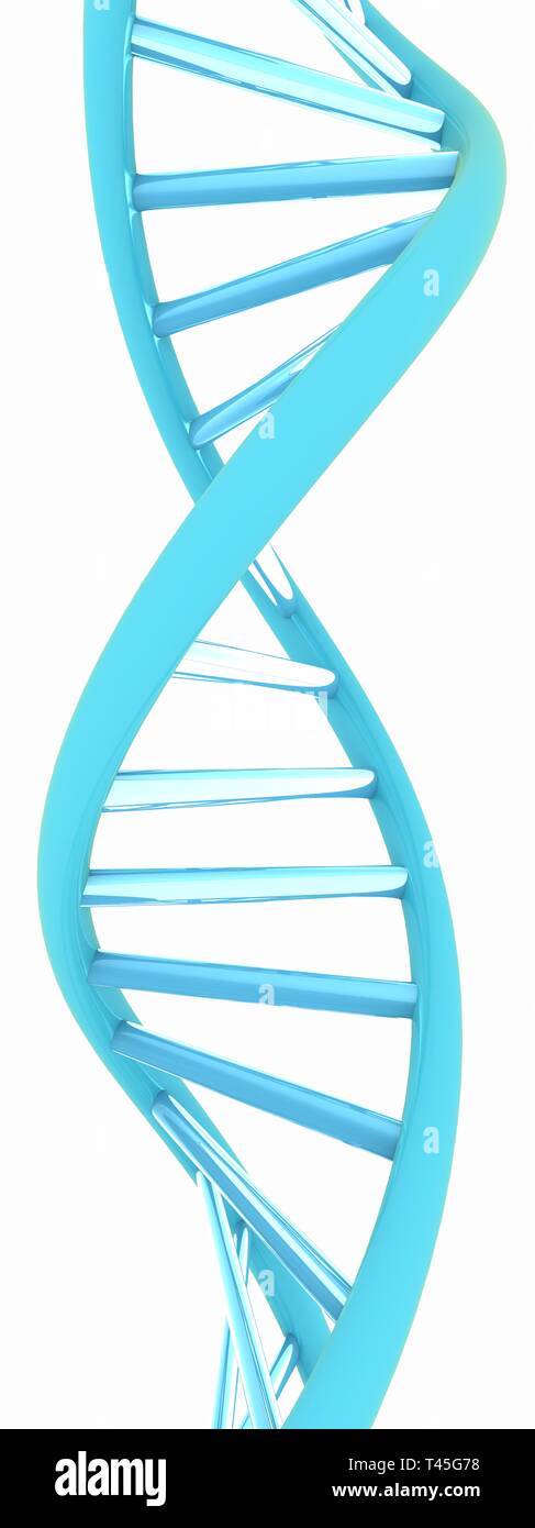 DNA structure model on white Stock Photo - Alamy