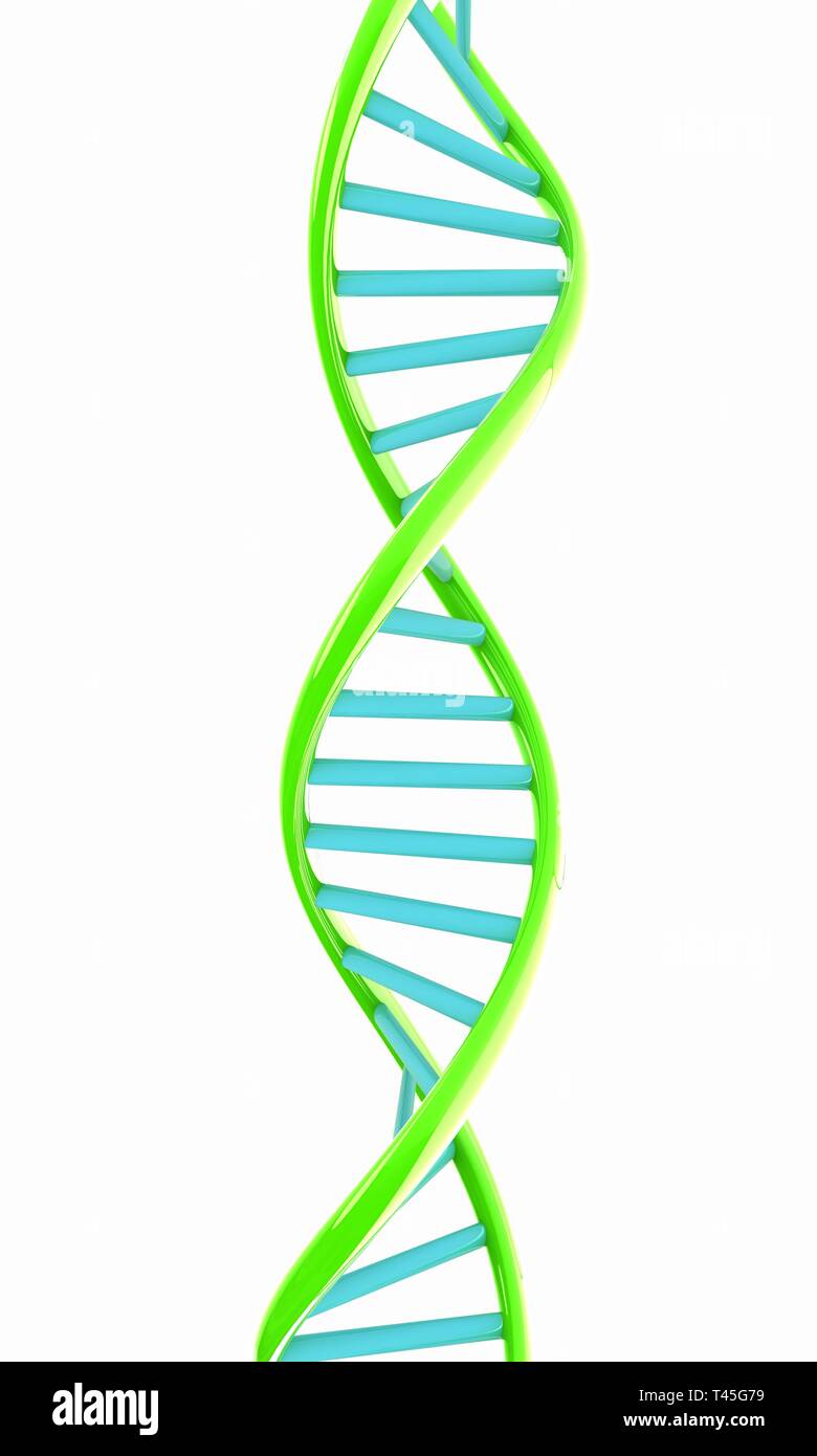 DNA structure model on white Stock Photo - Alamy