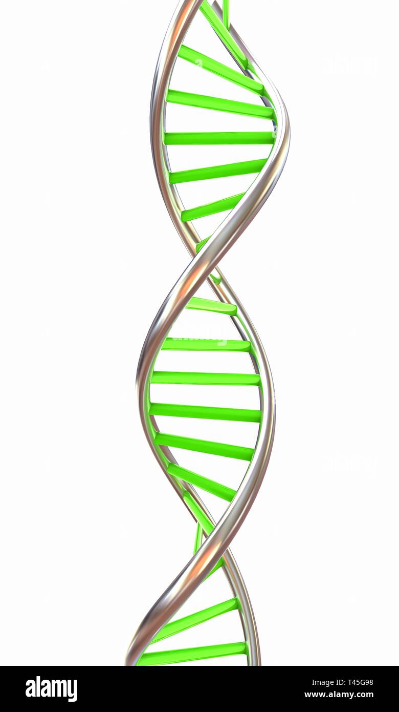 DNA structure model on white Stock Photo - Alamy