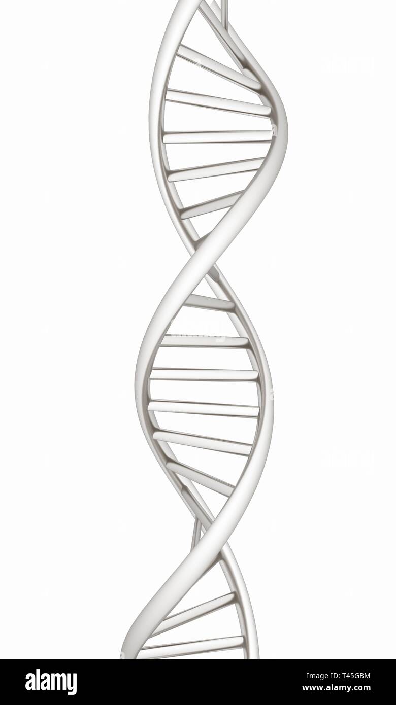 DNA structure model on white Stock Photo - Alamy