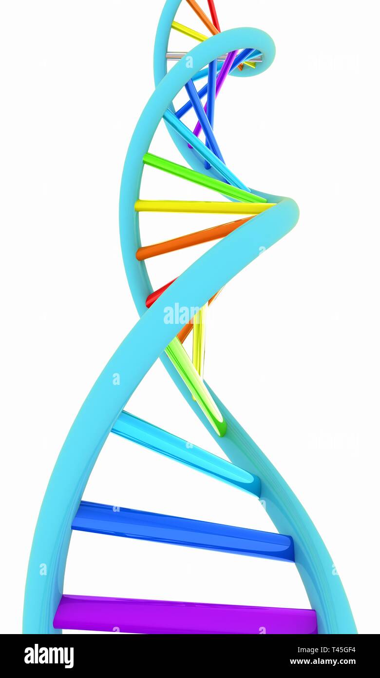 DNA structure model on white Stock Photo - Alamy