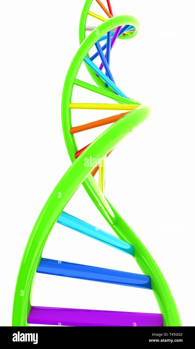 DNA structure model on white Stock Photo - Alamy