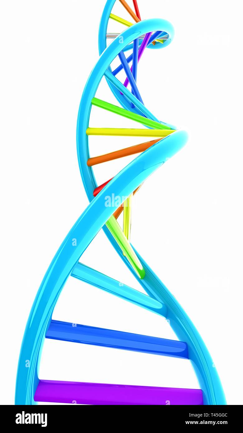 DNA structure model on white Stock Photo - Alamy