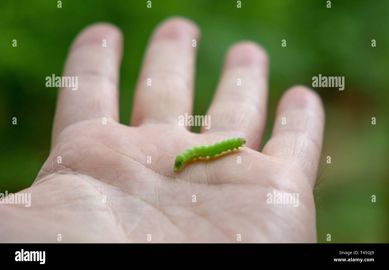Little caterpillar on a man's hand. The male hand holds a lively ...
