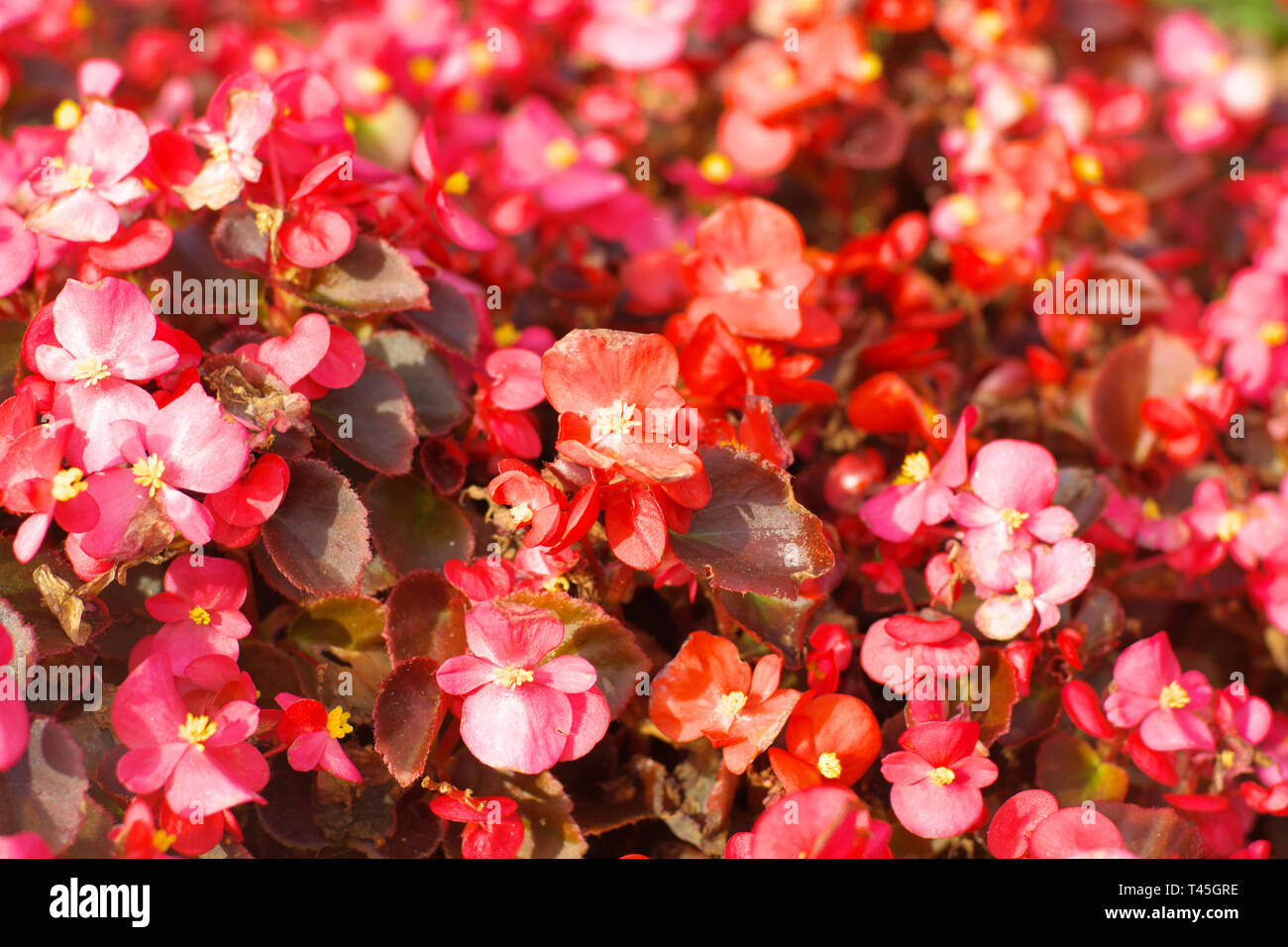 red little flowers Stock Photo - Alamy