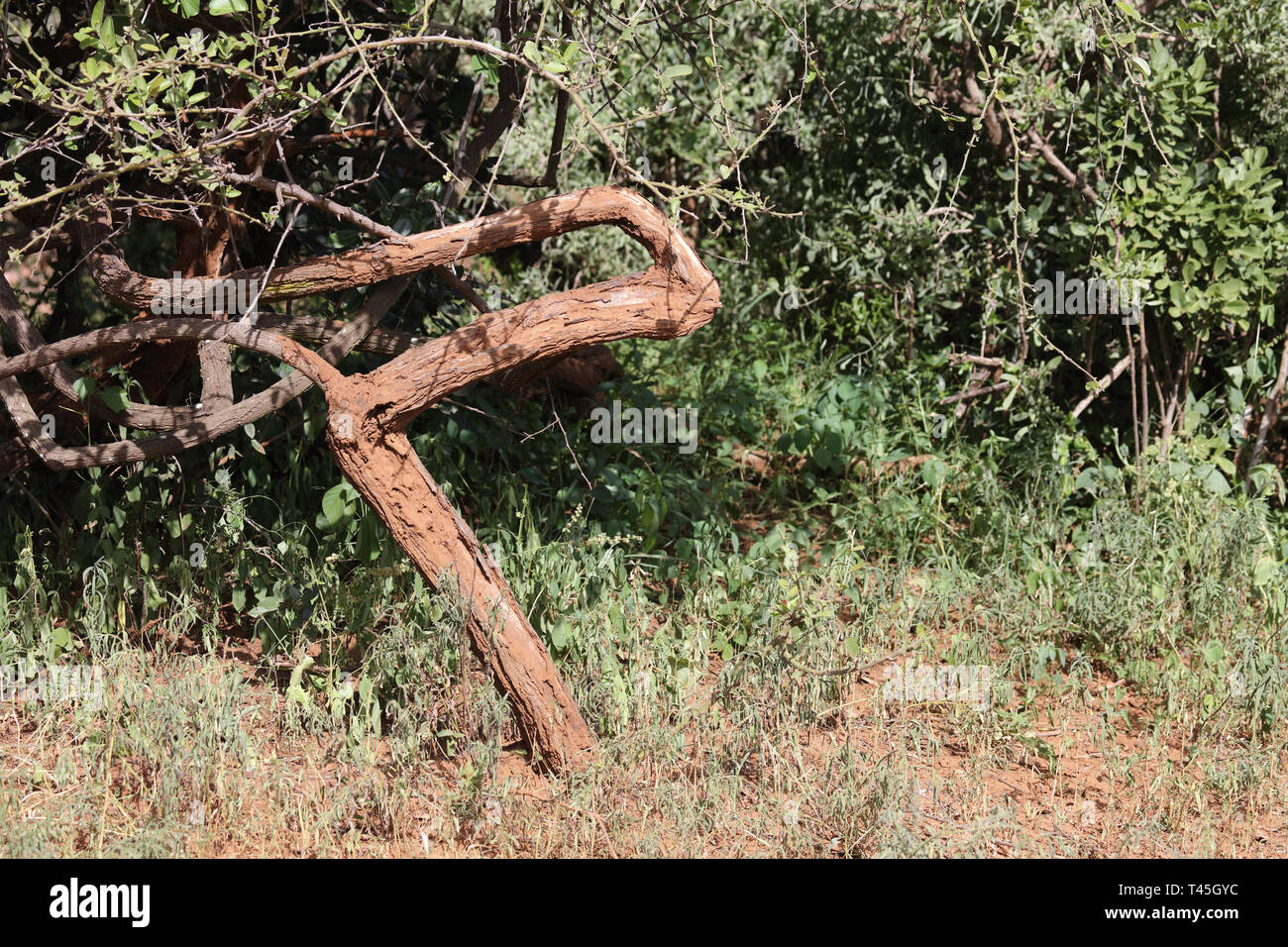Afrikanischer Busch / African Bush Stock Photo - Alamy