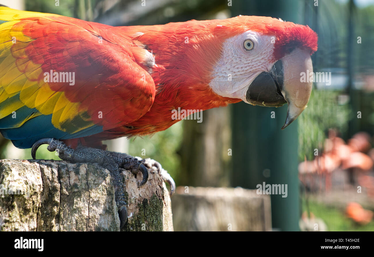Vibrant parrot eating an orange in Amsterdam Zoo Artis Stock Photo - Alamy