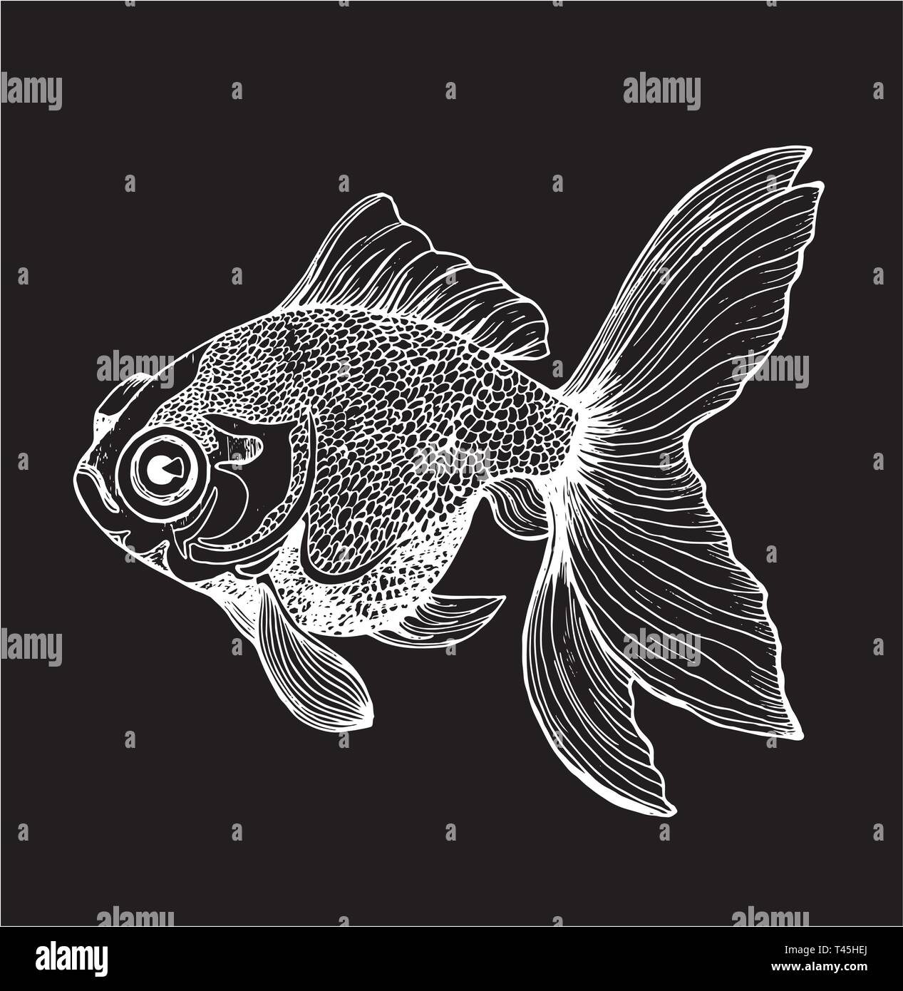 Illustration of a fish. Black and white carp drawing. Chalk on a ...