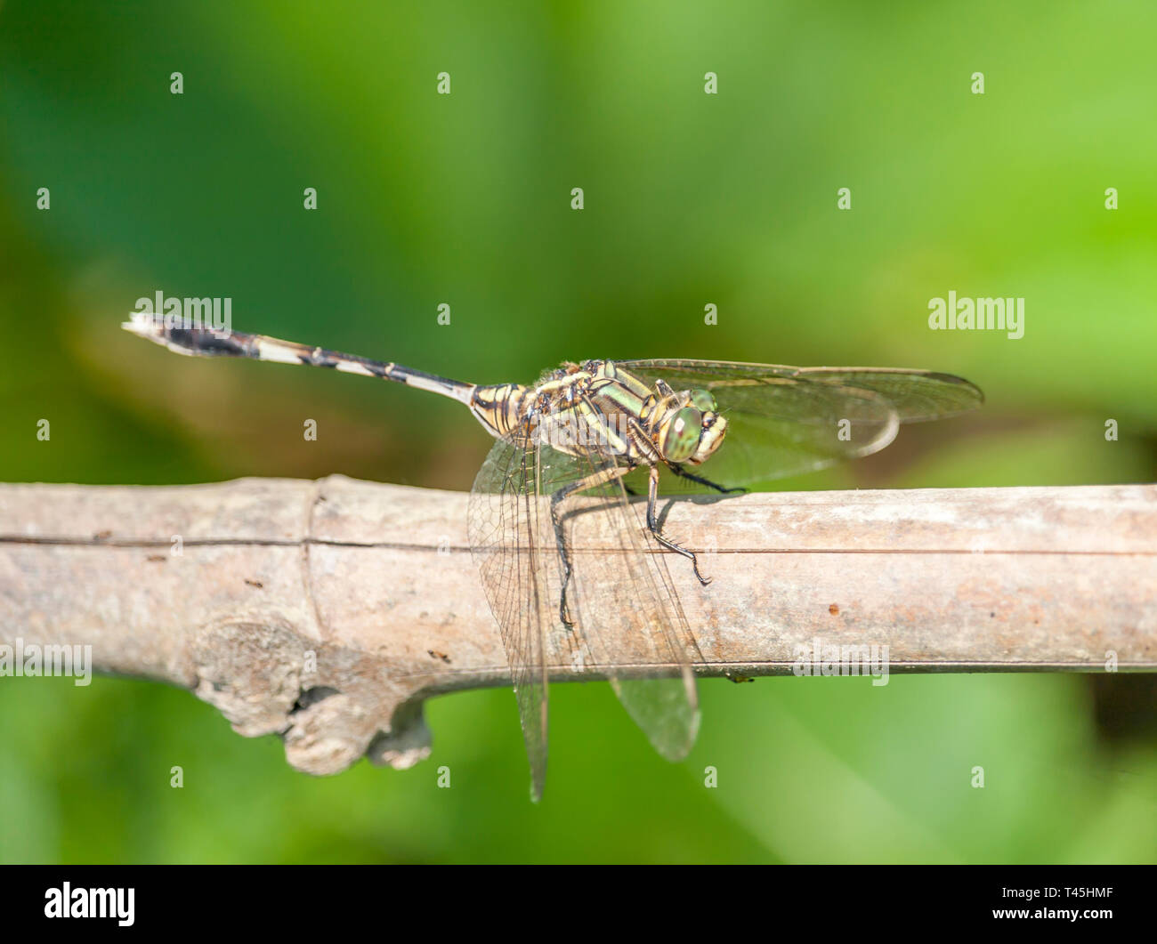 Dragon insect hi-res stock photography and images - Alamy