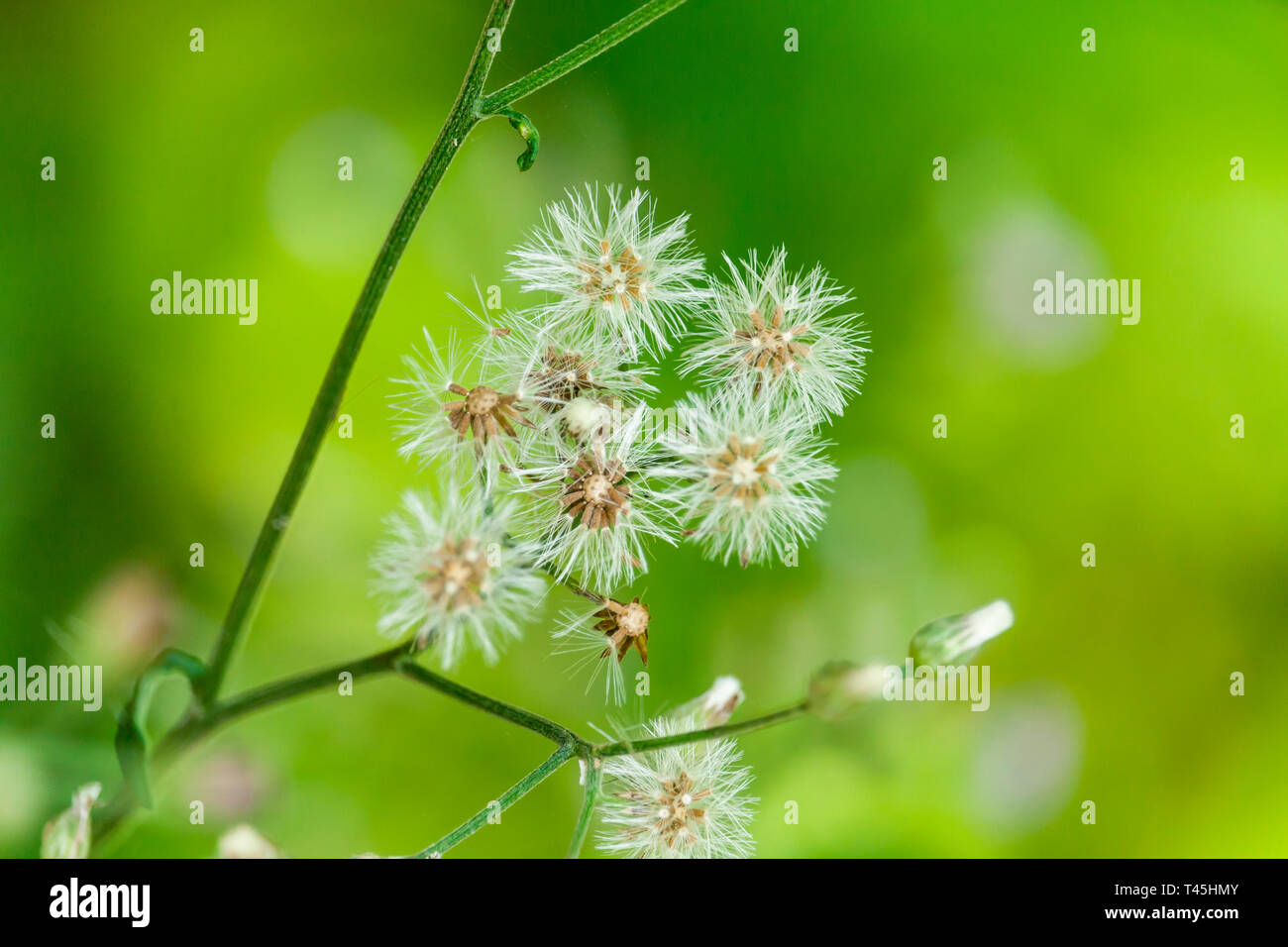 Gardening spring holiday flower hi-res stock photography and images - Alamy
