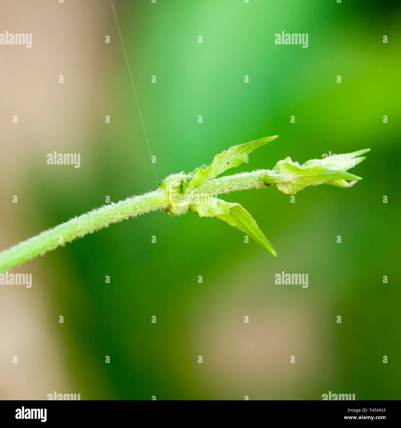 The new buds hi-res stock photography and images - Alamy