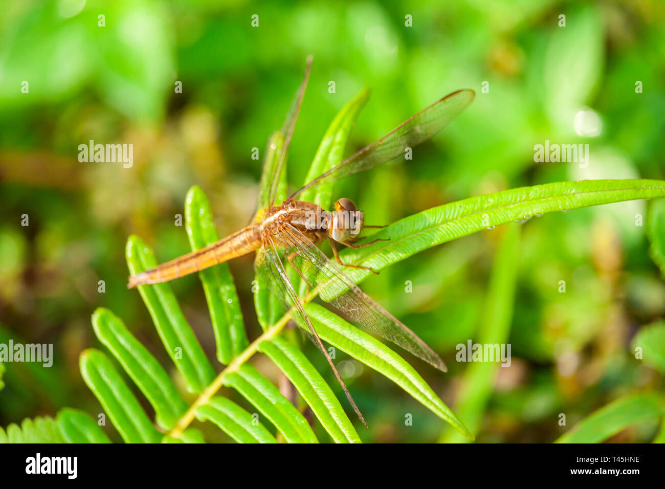 Dragon insect hi-res stock photography and images - Alamy