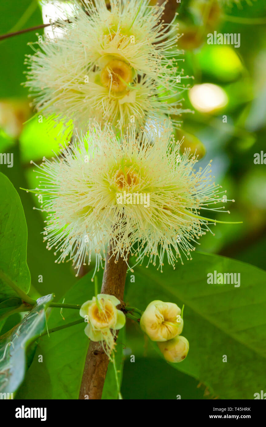 Malay apple hi-res stock photography and images - Alamy