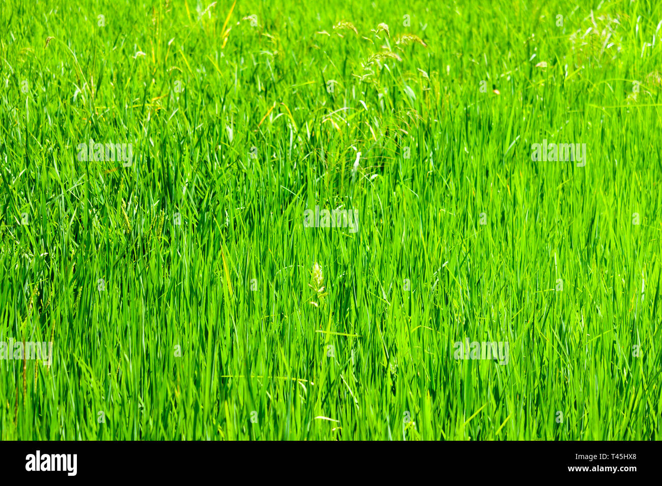Close up of paddy field hi-res stock photography and images - Alamy