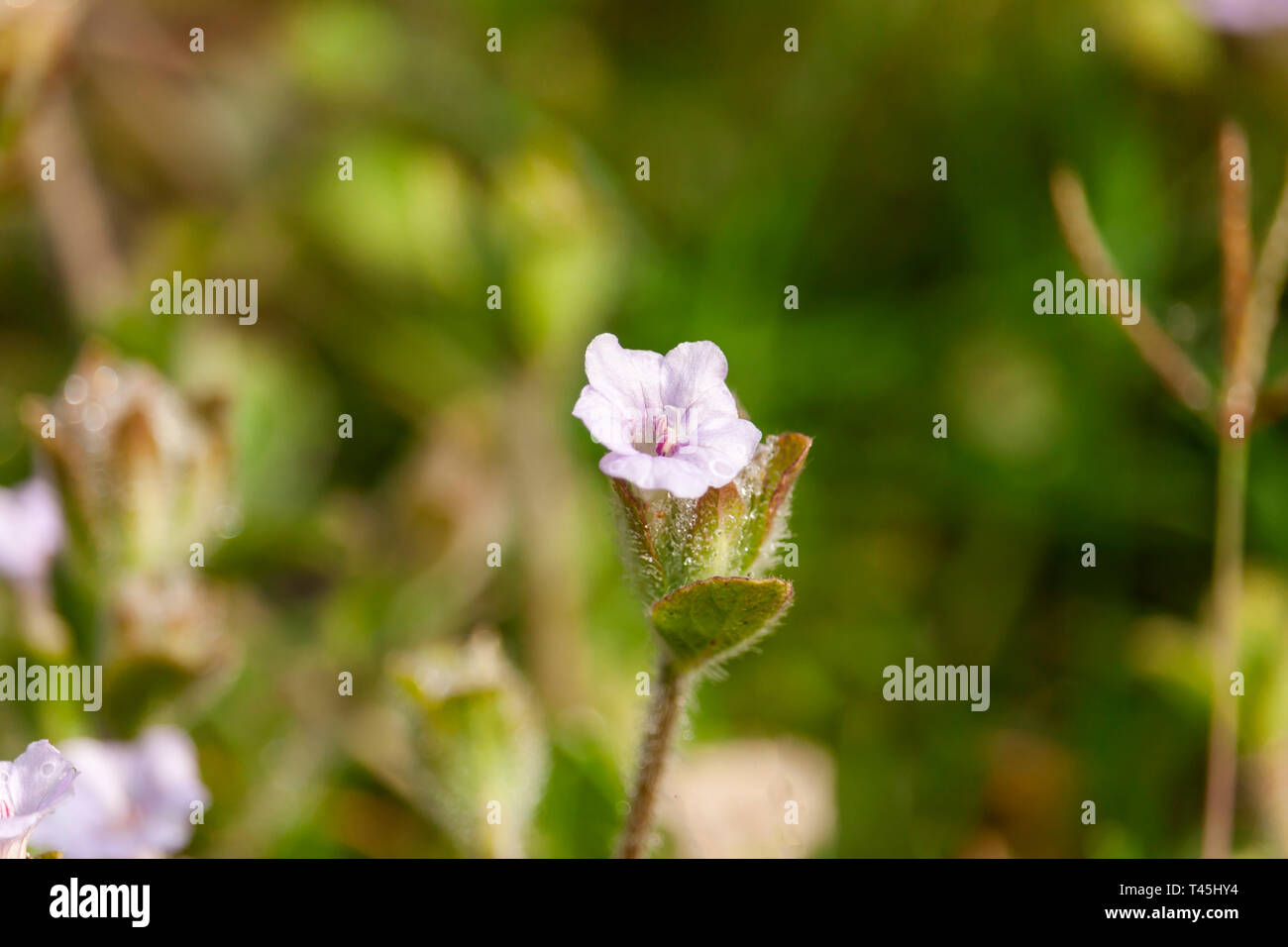 Gardening spring holiday flower hi-res stock photography and images - Alamy