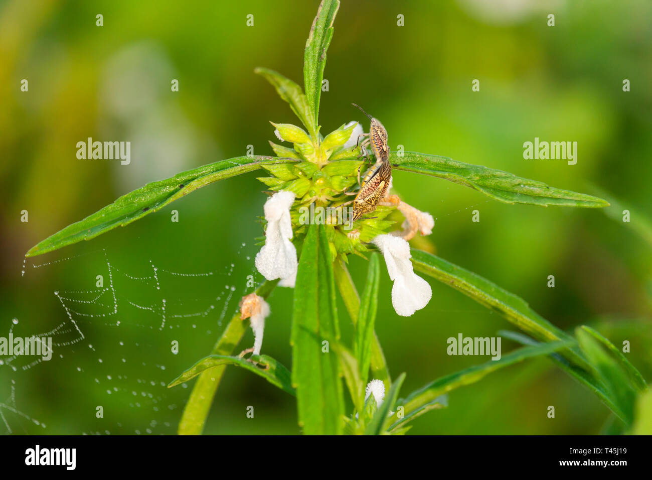 Thumba hi-res stock photography and images - Alamy