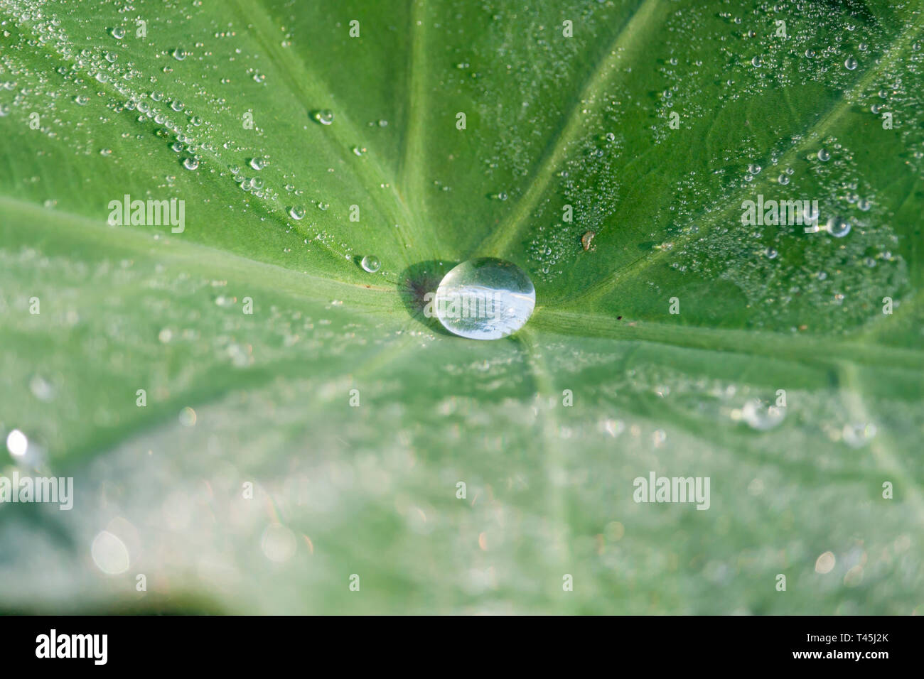 Water Drop on the Leaf Stock Photo - Alamy
