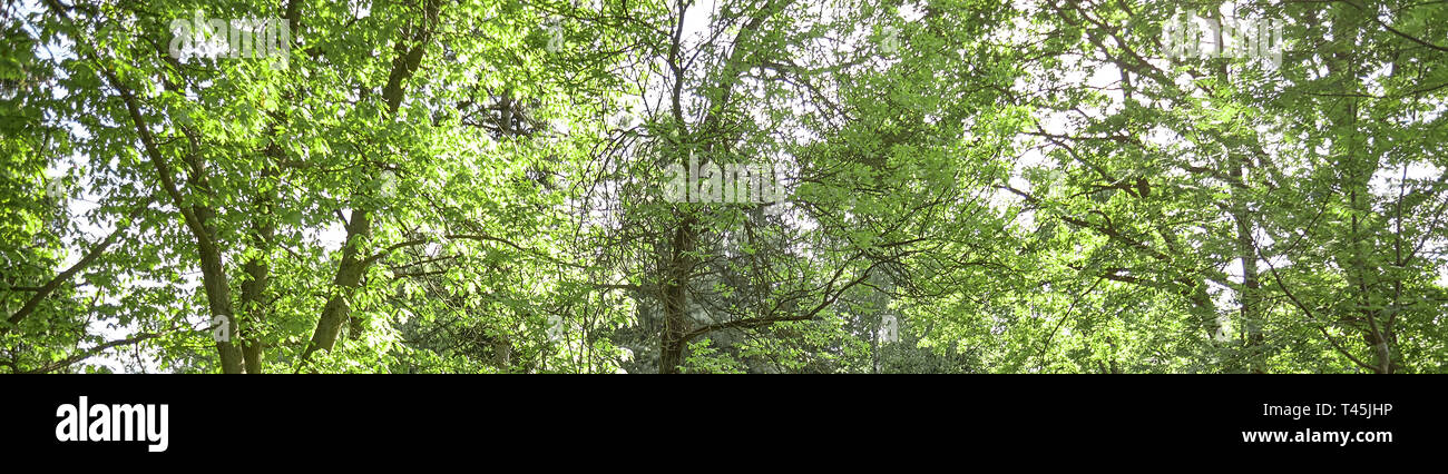 bright widescreen background of green trees for advertising and texts ...