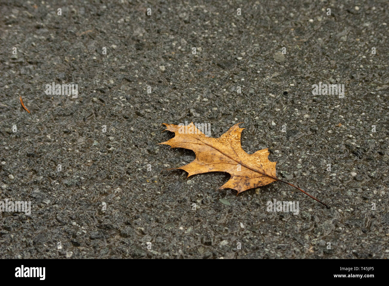 Wet tarmac hi-res stock photography and images - Alamy