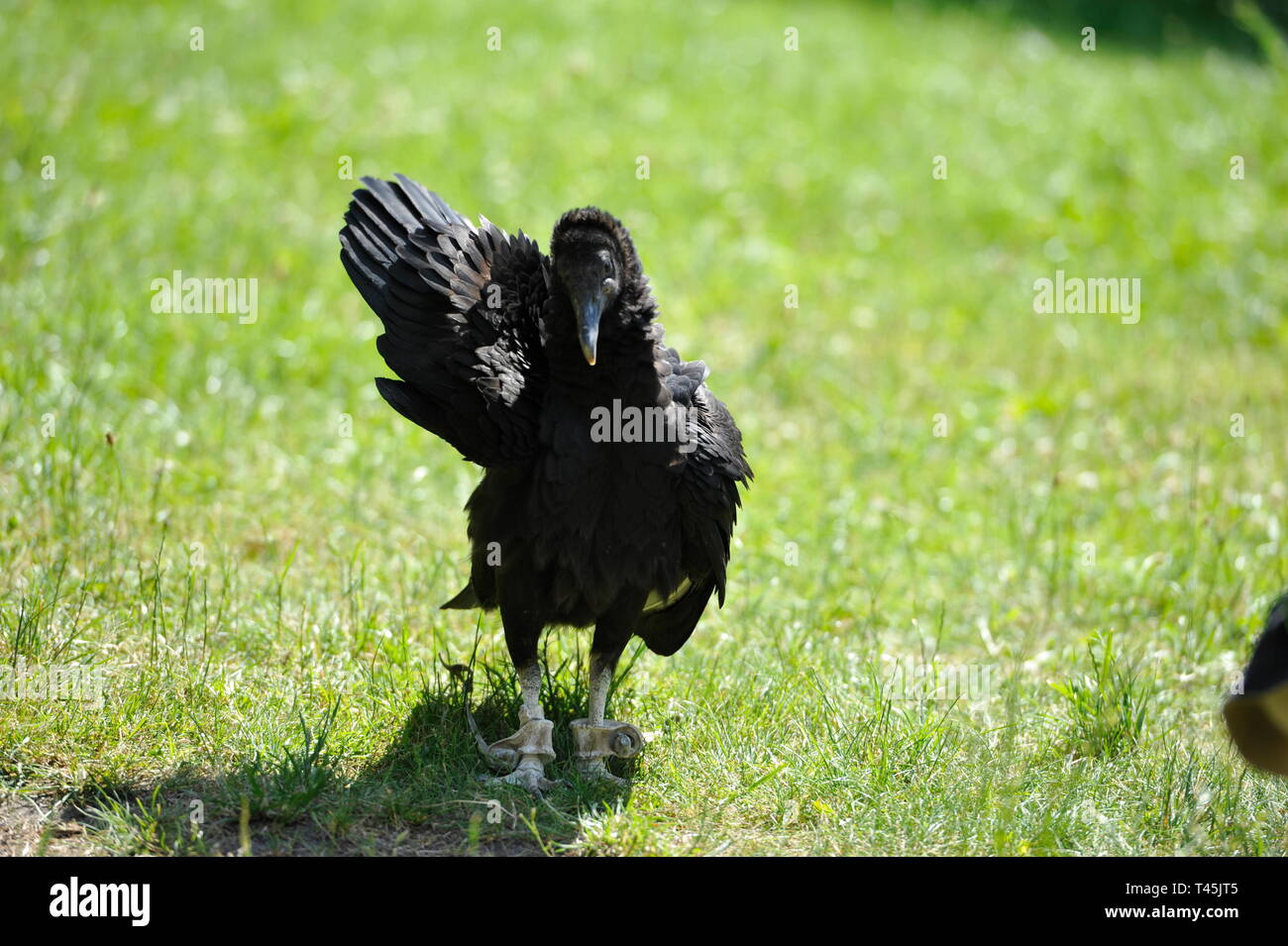 Wildvogel im Falkenhof Harz, inh.Falkner Mursa ,Sachsen Anhalt ...