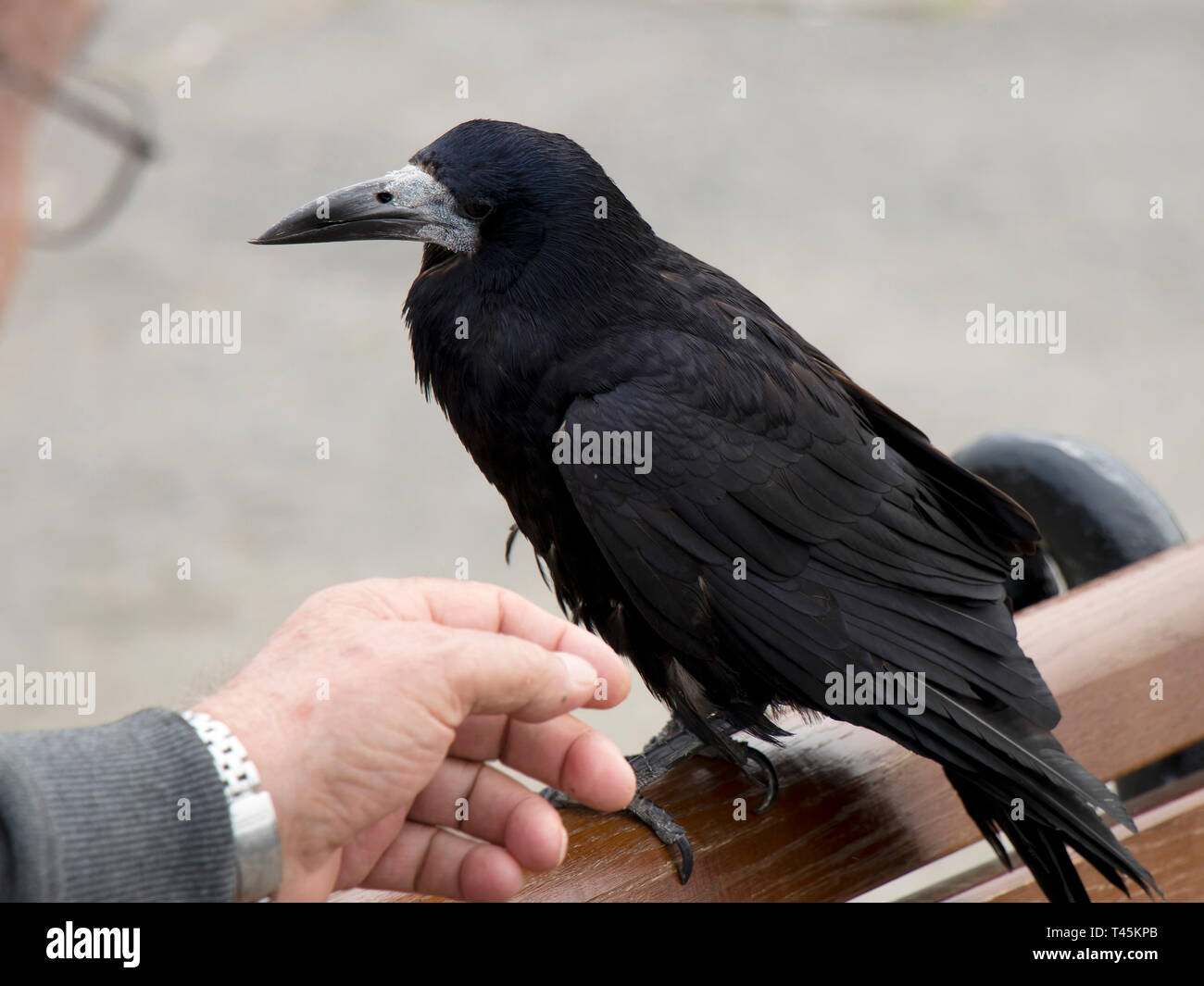 Raven standing on bench hi-res stock photography and images - Alamy
